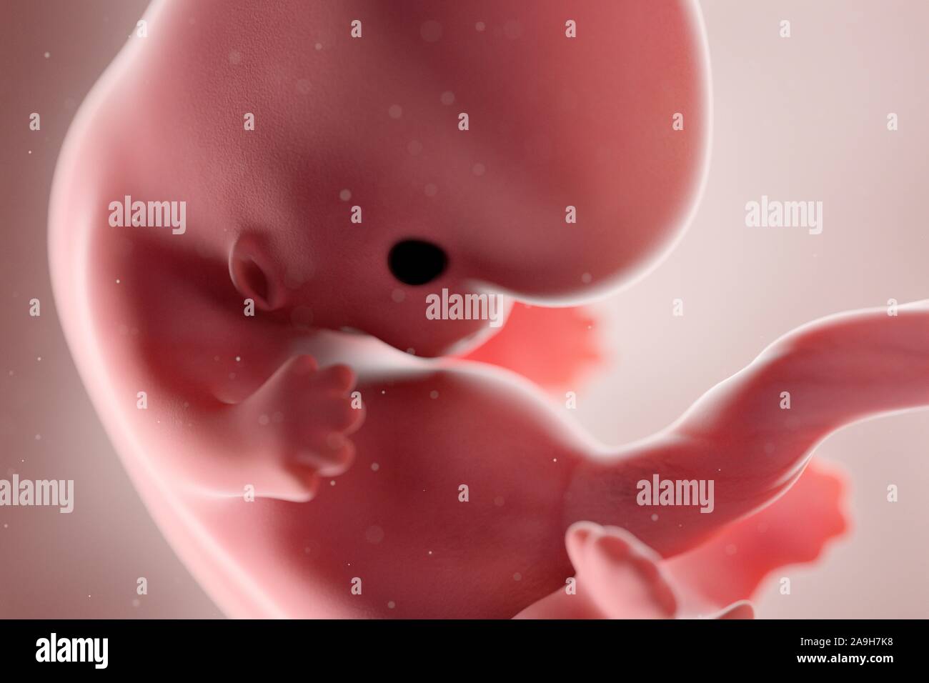 8 week human fetus hi-res stock photography and images - Alamy
