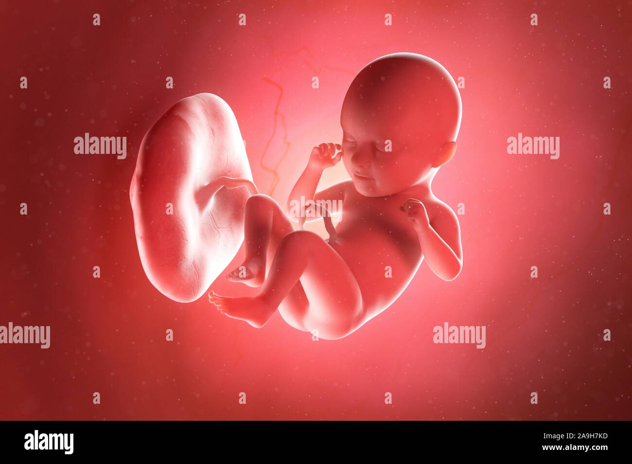Fetus at week 35, illustration Stock Photo - Alamy