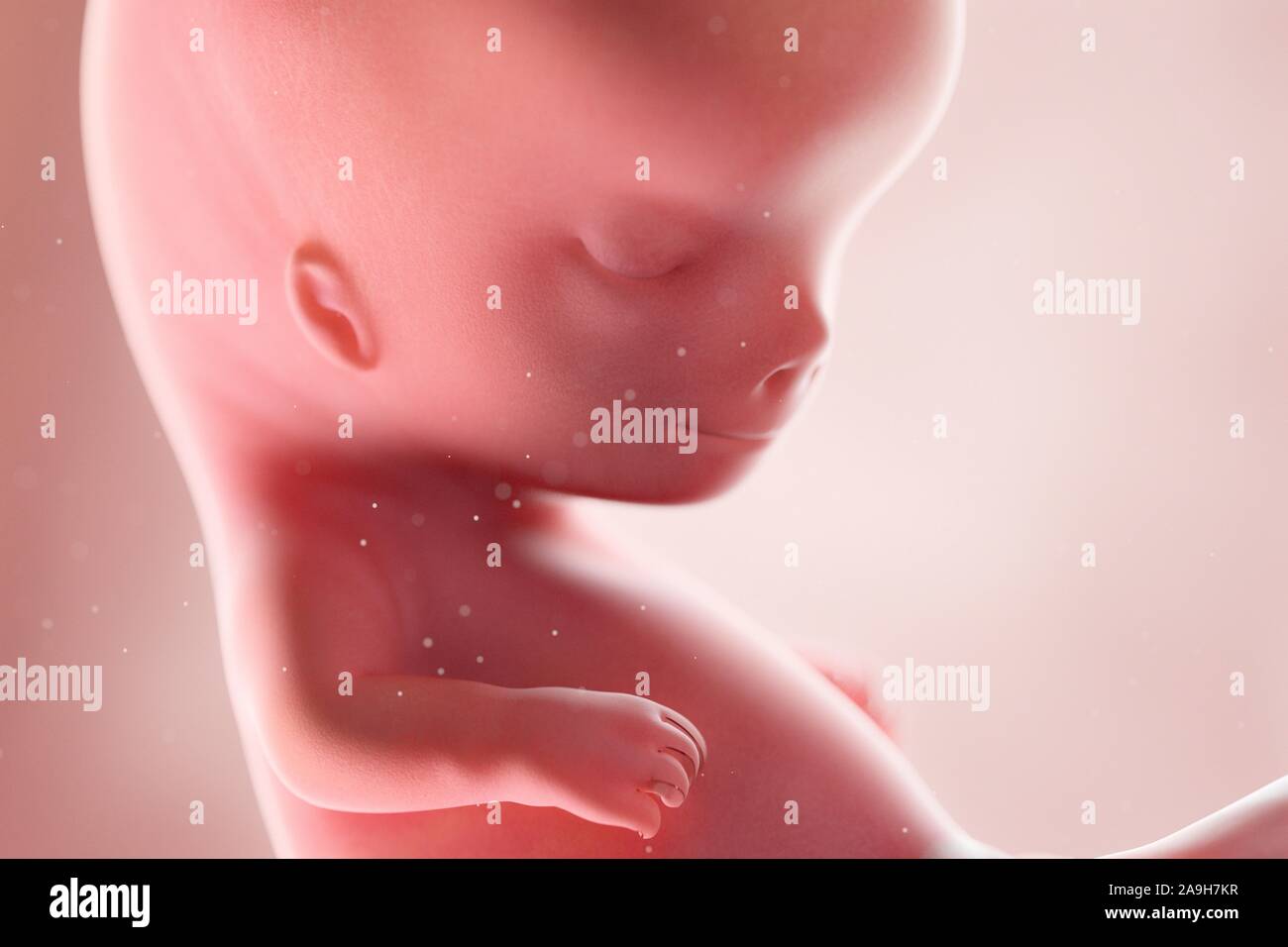 Fetus at week 10, illustration Stock Photo - Alamy