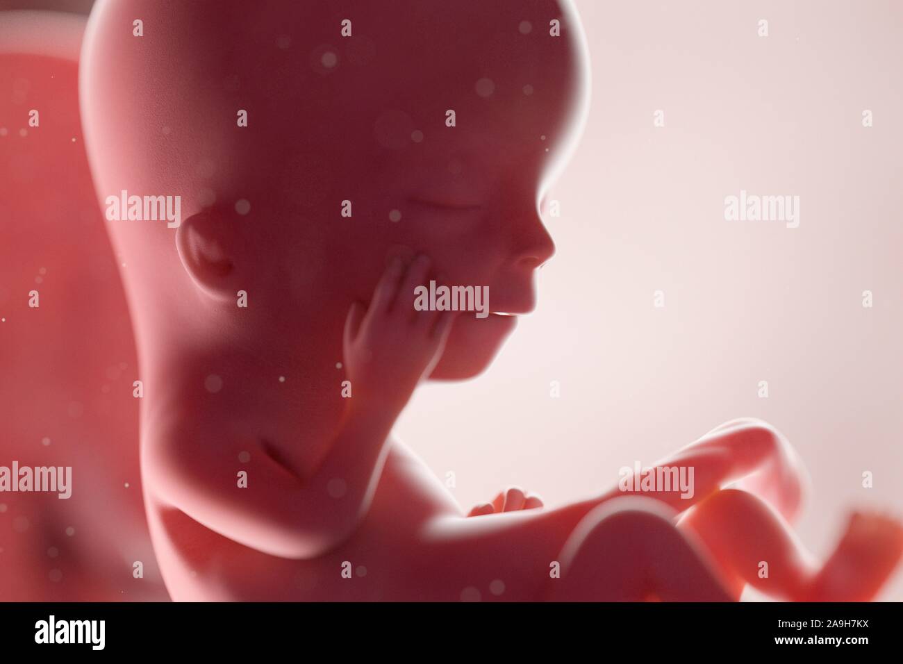 Fetus at week 12, illustration Stock Photo - Alamy