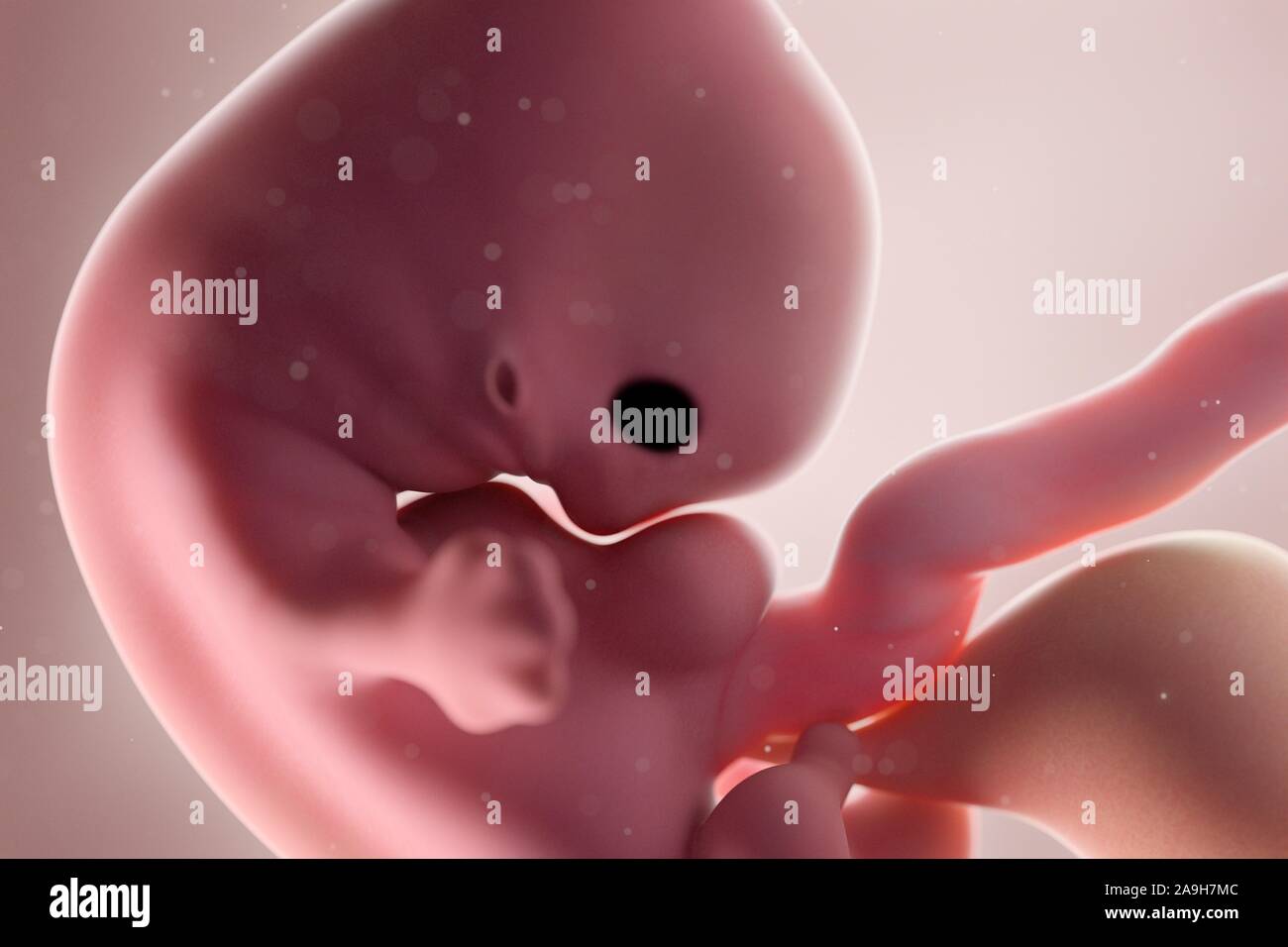 7 week embryo hi-res stock photography and images - Alamy