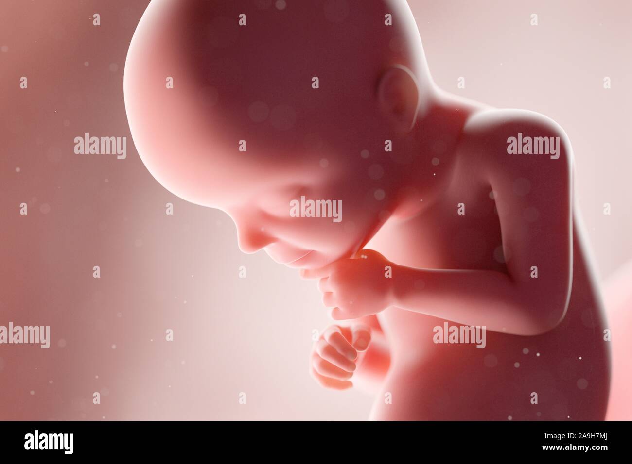 Fetus at week 28, illustration Stock Photo - Alamy