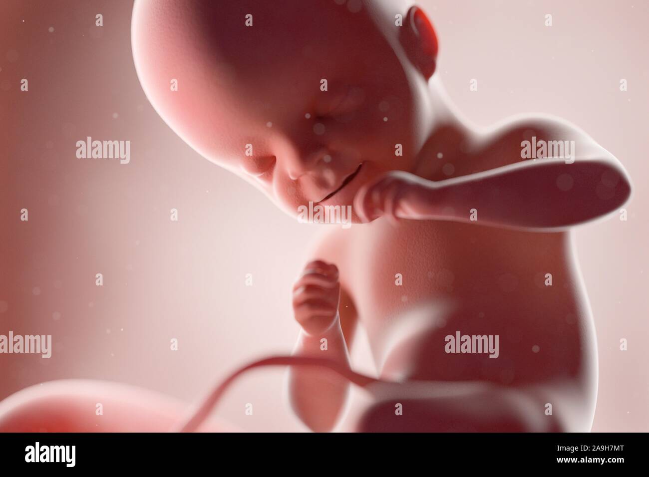 Fetal development stages hi-res stock photography and images - Alamy