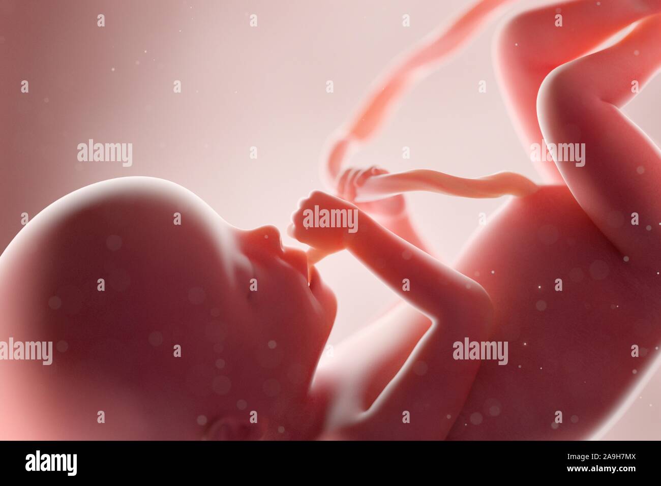 Pregnancy stages hi-res stock photography and images - Alamy