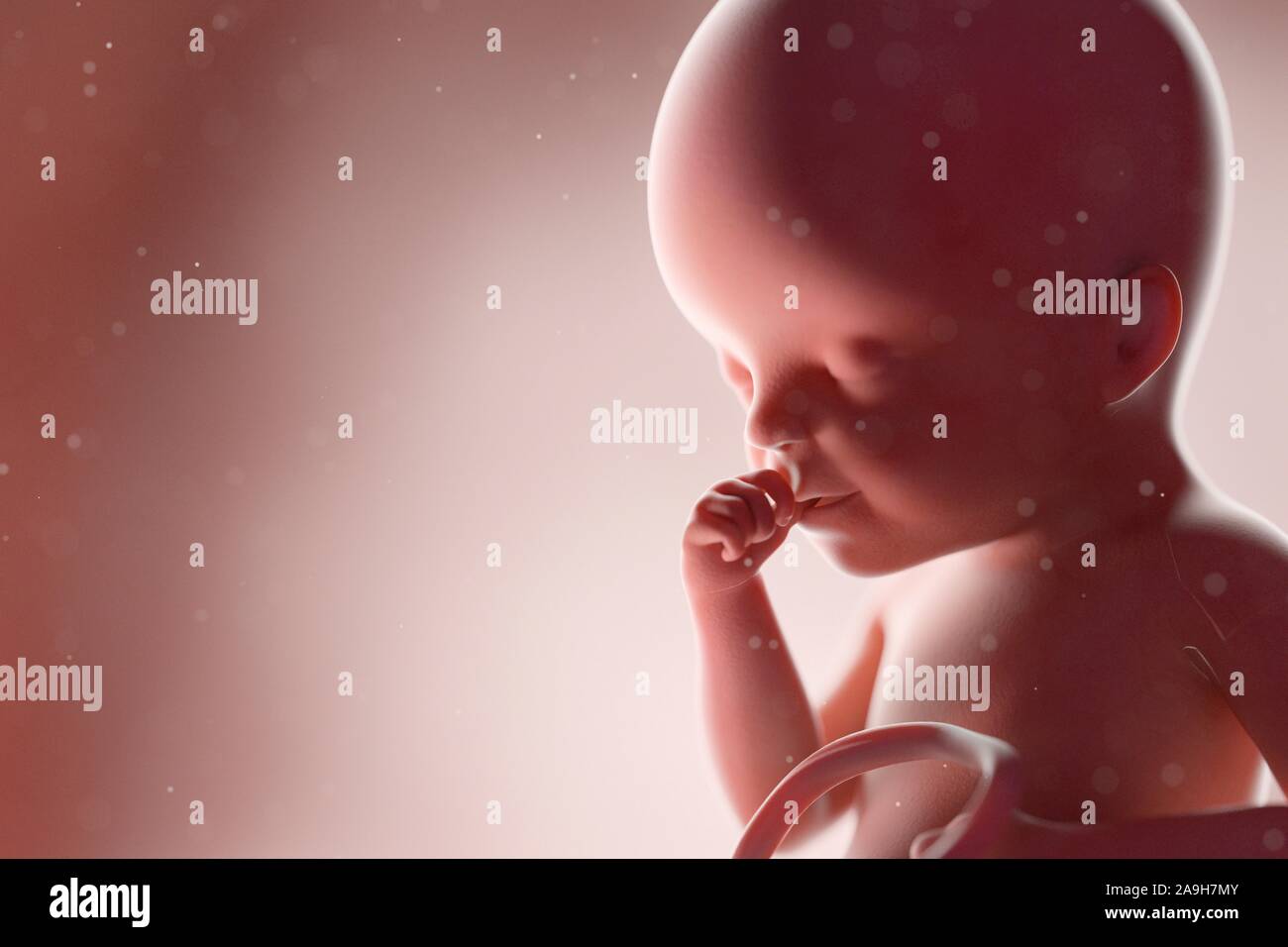 Fetus at week 25, illustration Stock Photo - Alamy