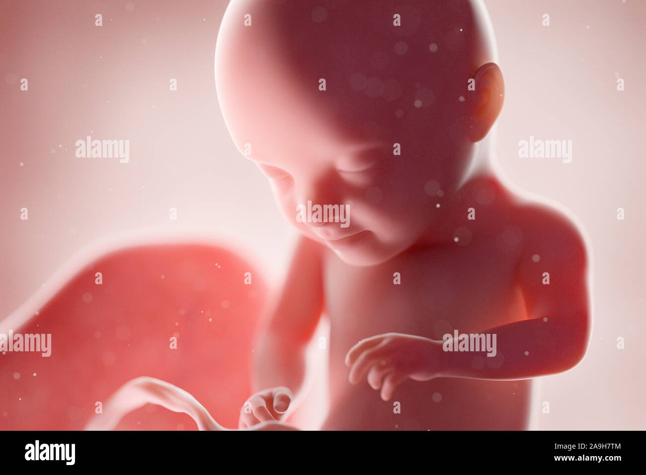 Fetal development week 31 hi-res stock photography and images - Alamy