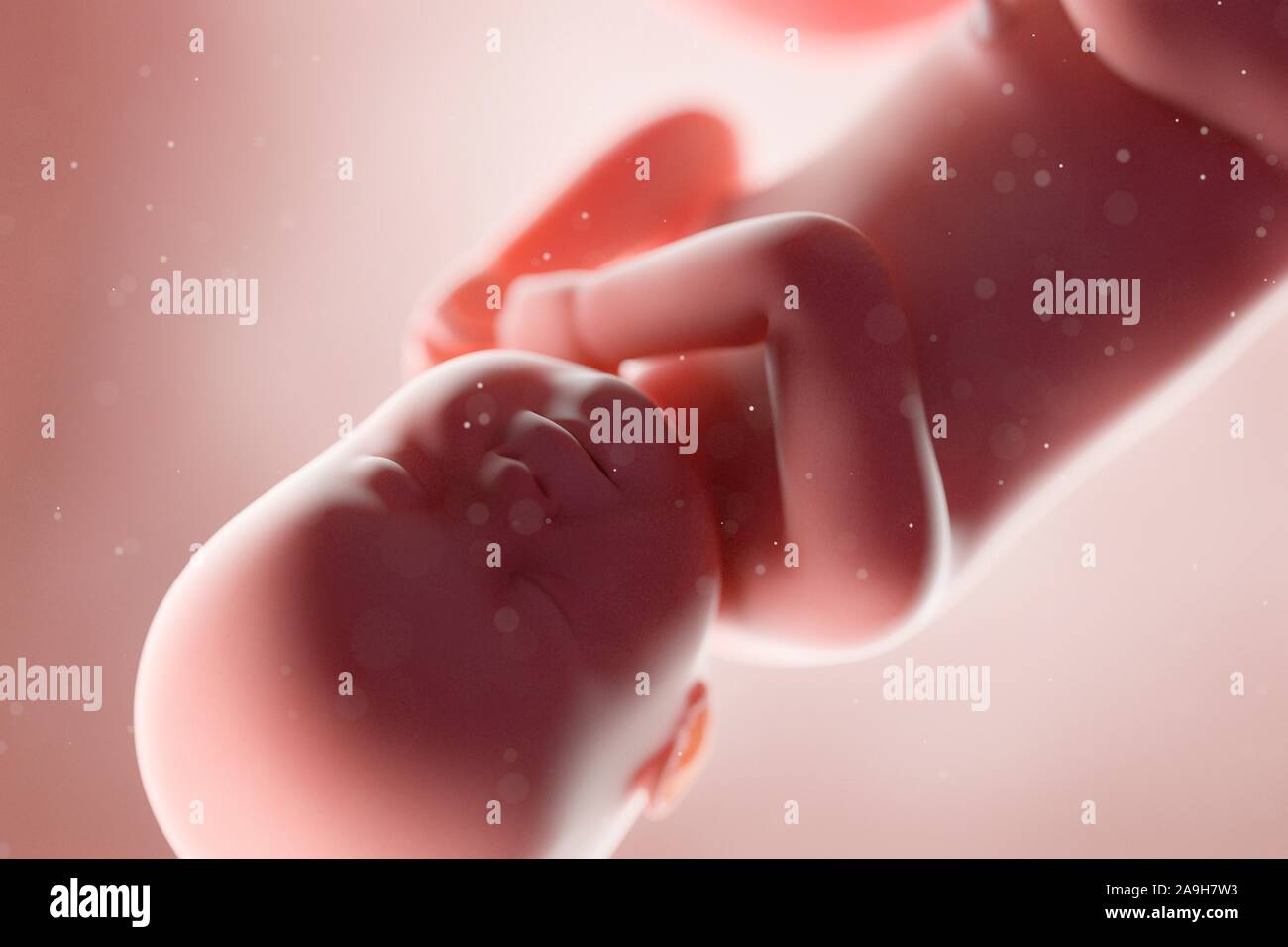 Fetus at week 40, illustration Stock Photo - Alamy