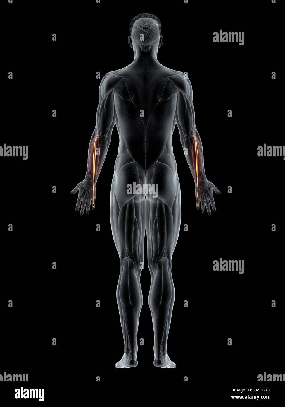 Extensor digiti minimi muscle, illustration Stock Photo - Alamy