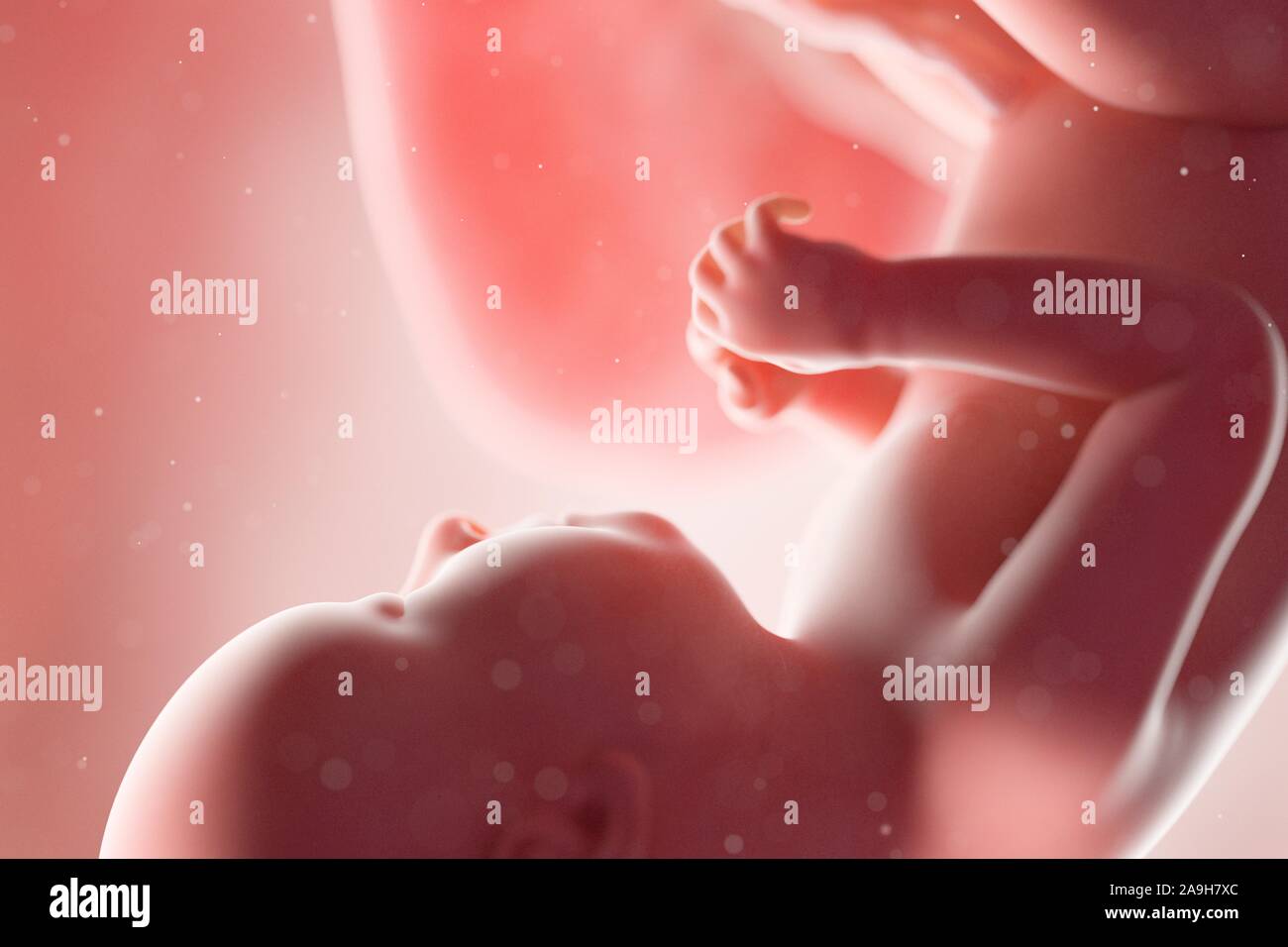 Fetus at week 37, illustration Stock Photo - Alamy