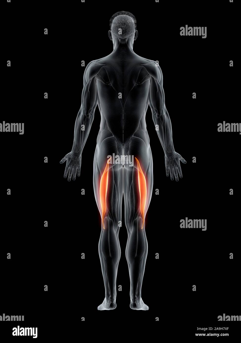 Biceps femoris longus muscle, illustration Stock Photo - Alamy
