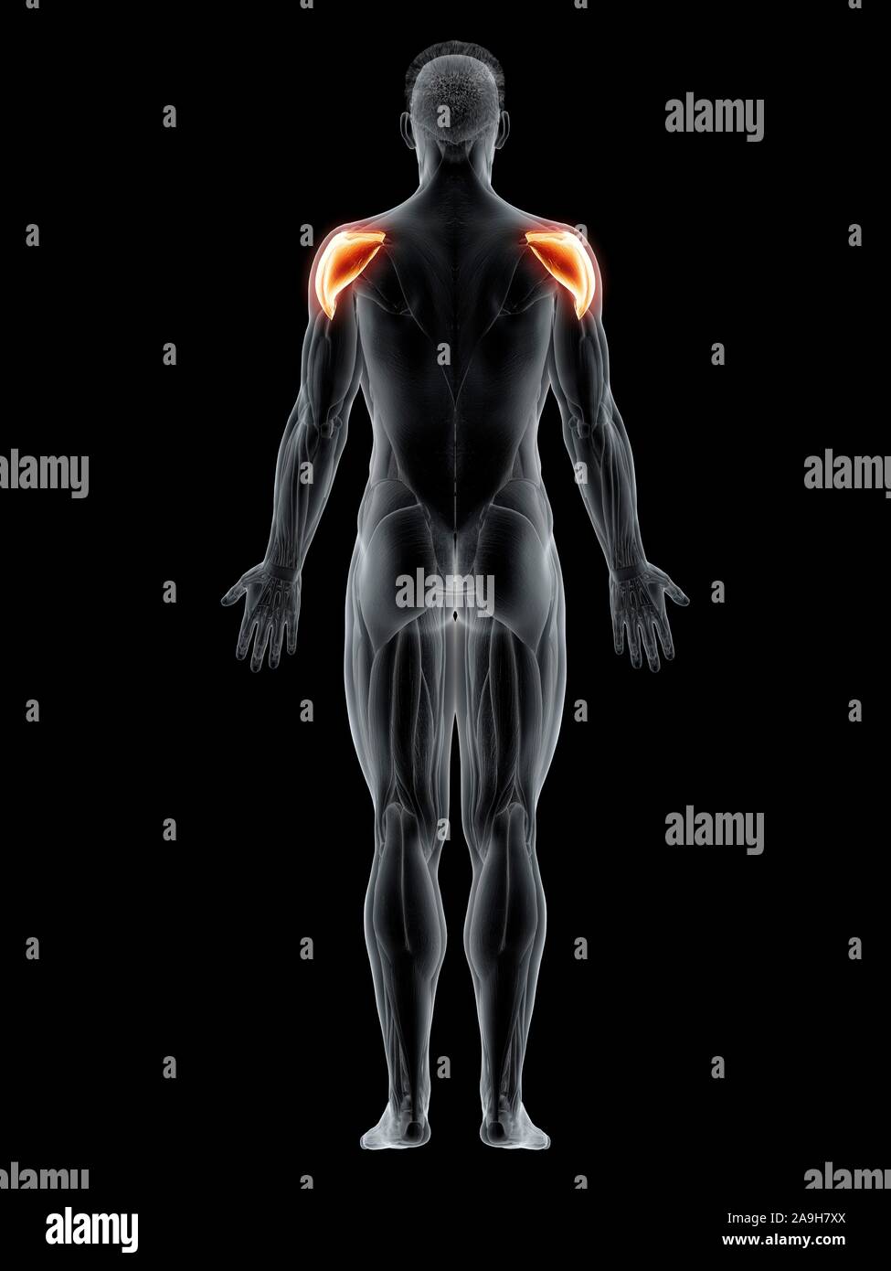 Deltoid muscle, illustration Stock Photo - Alamy