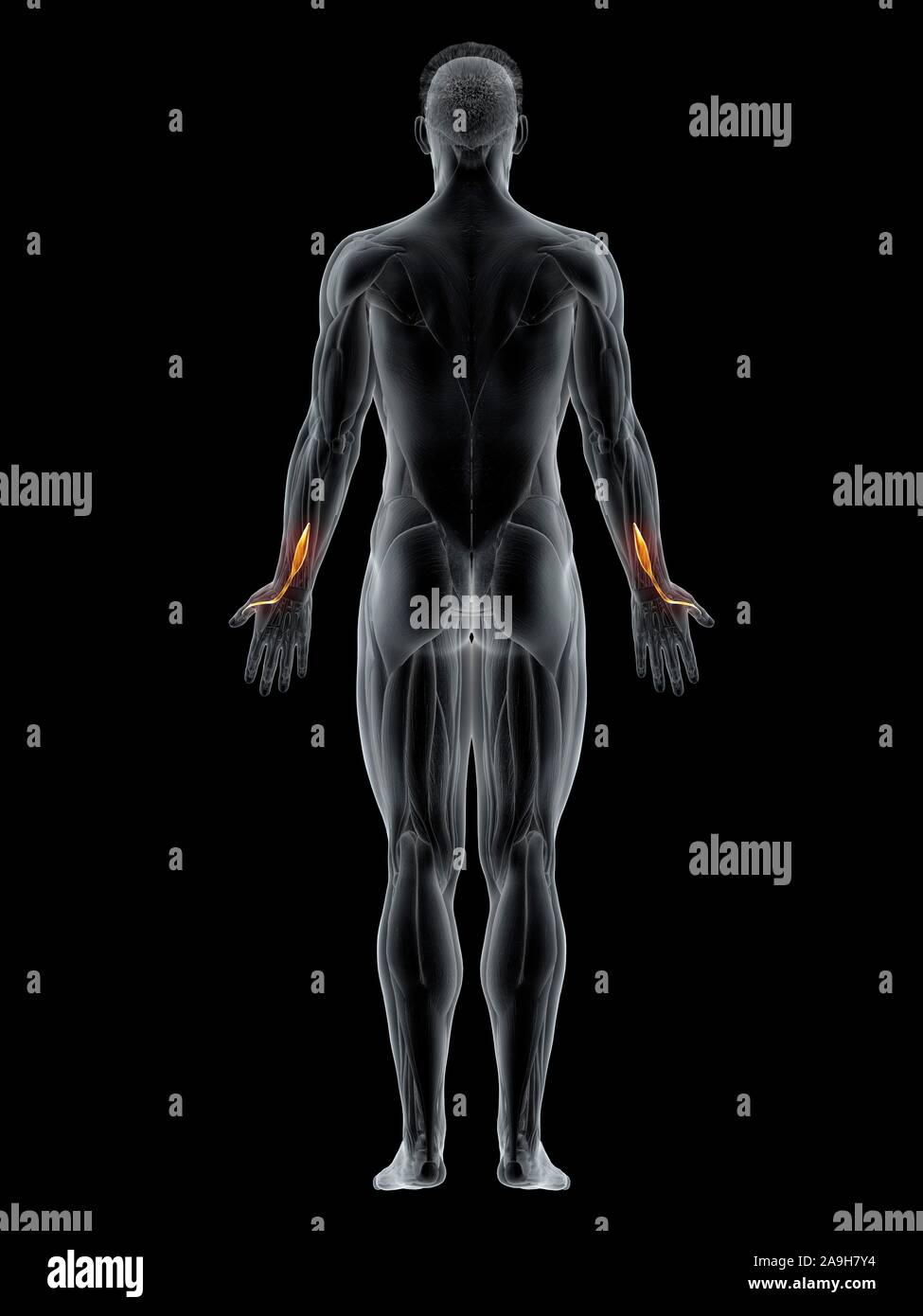 Extensor pollicis longus muscle, illustration Stock Photo - Alamy