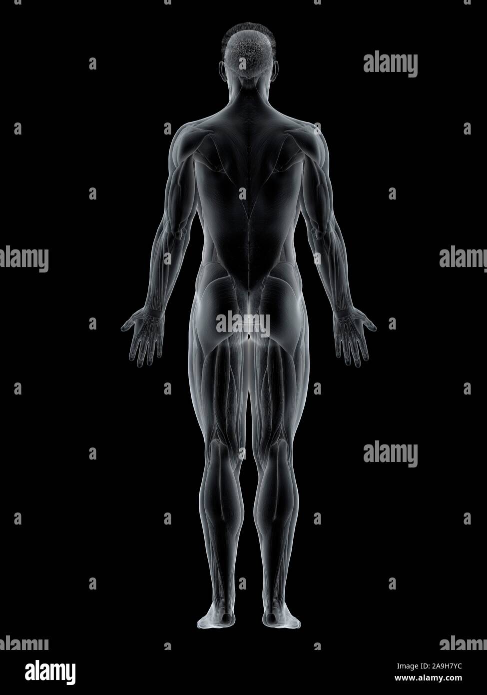 Back muscle, illustration Stock Photo - Alamy