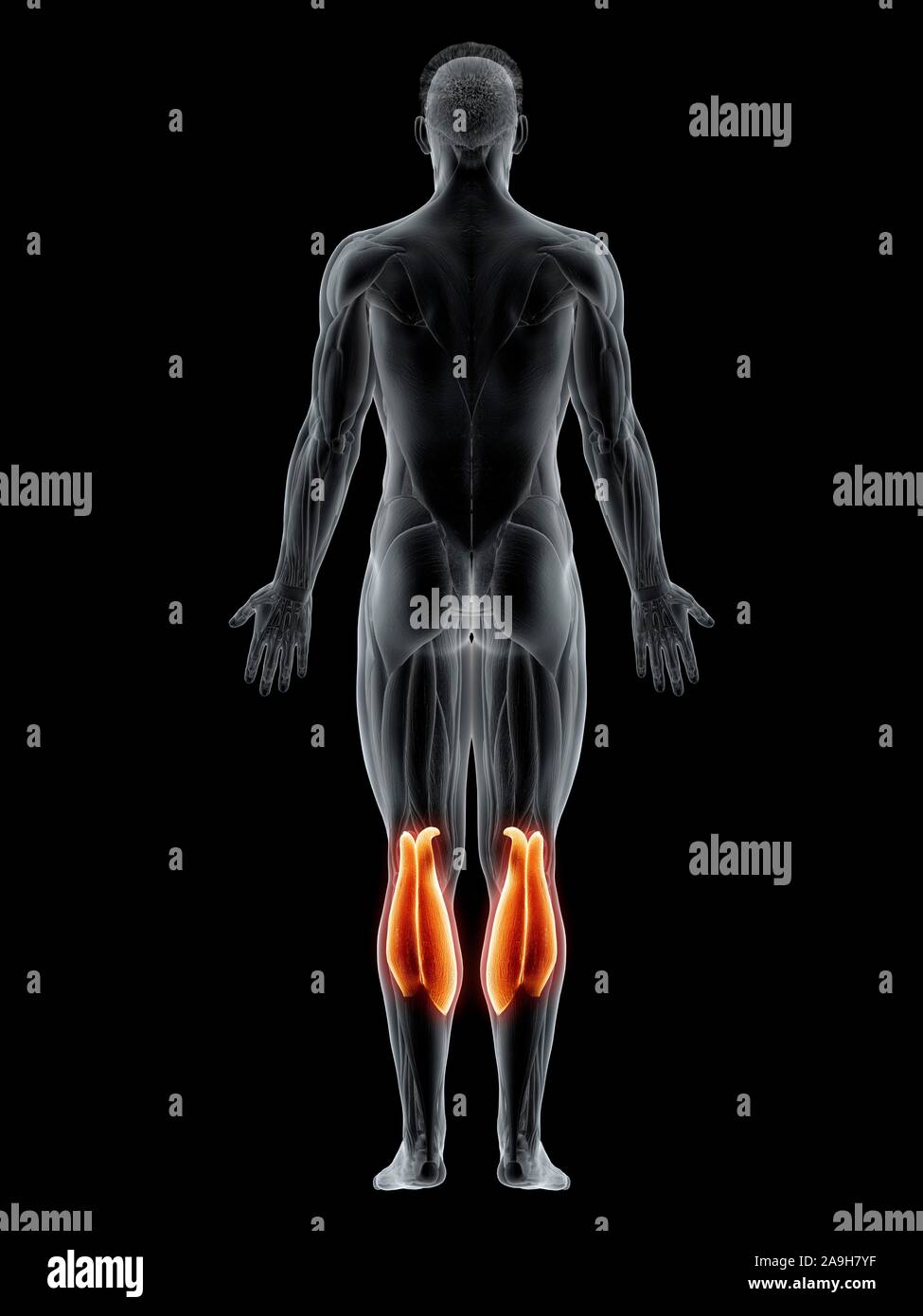 Gastrocnemius muscle, illustration Stock Photo - Alamy