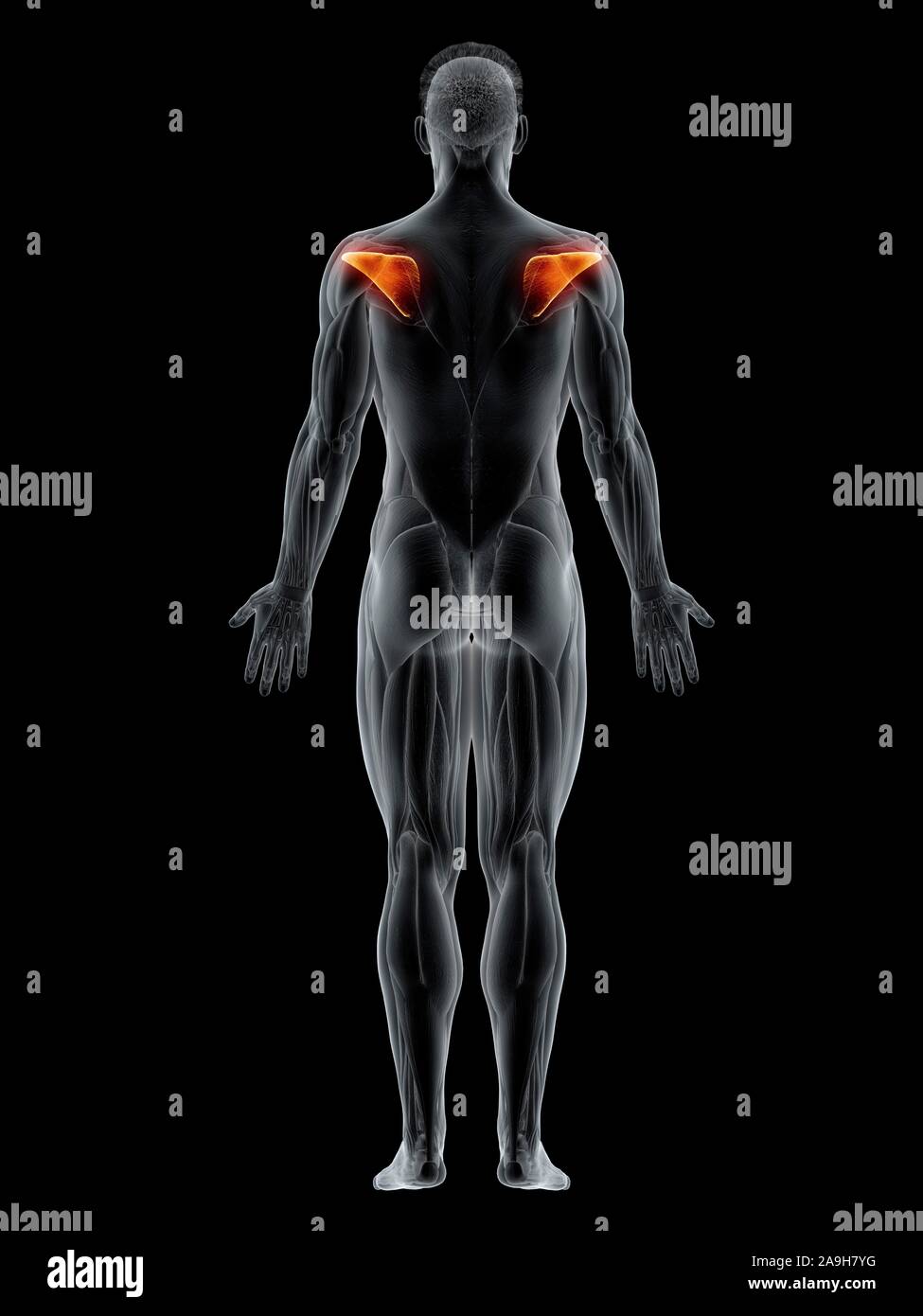 Infraspinatus muscle, illustration Stock Photo - Alamy