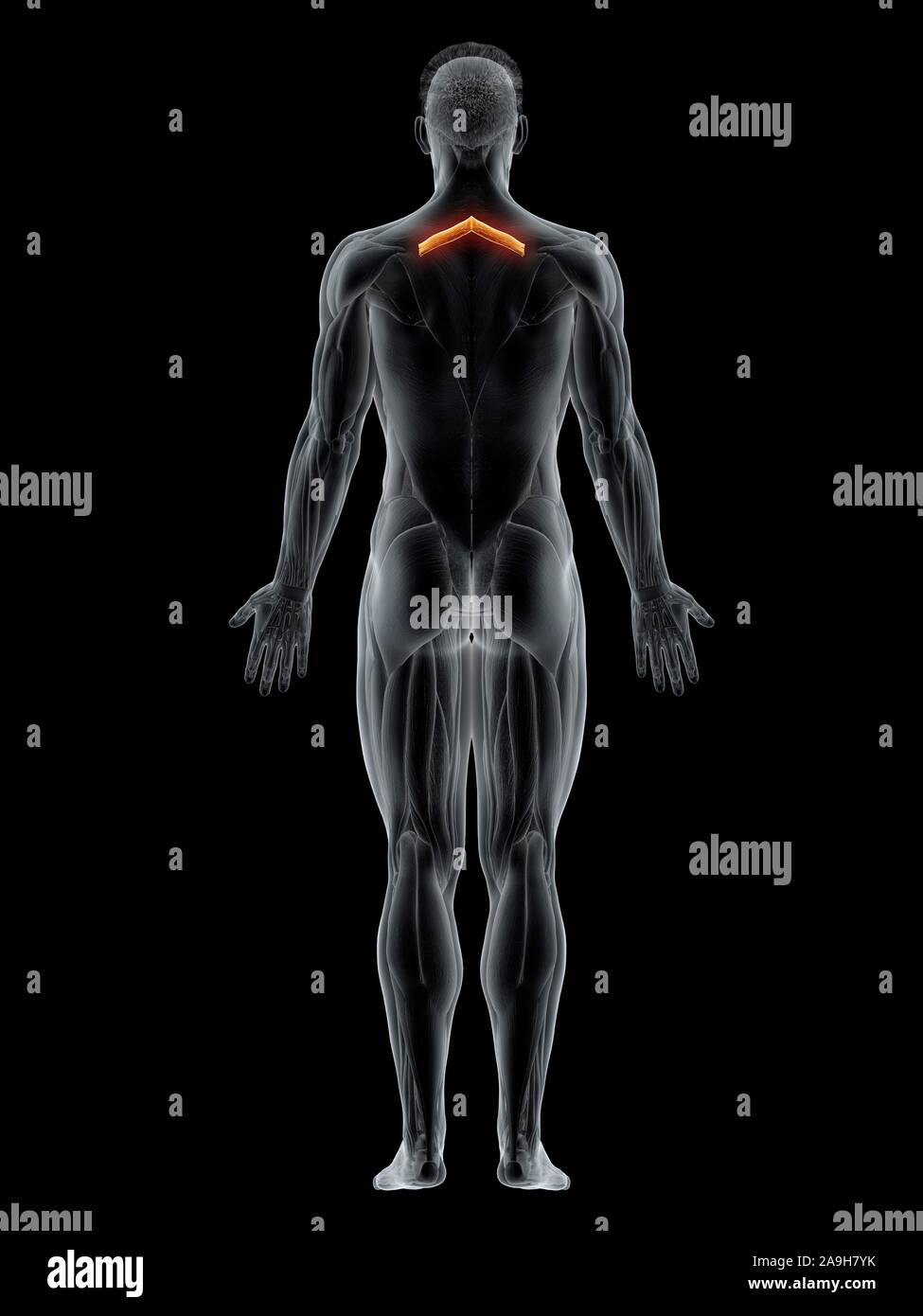 Rhomboid minor muscle, illustration Stock Photo - Alamy