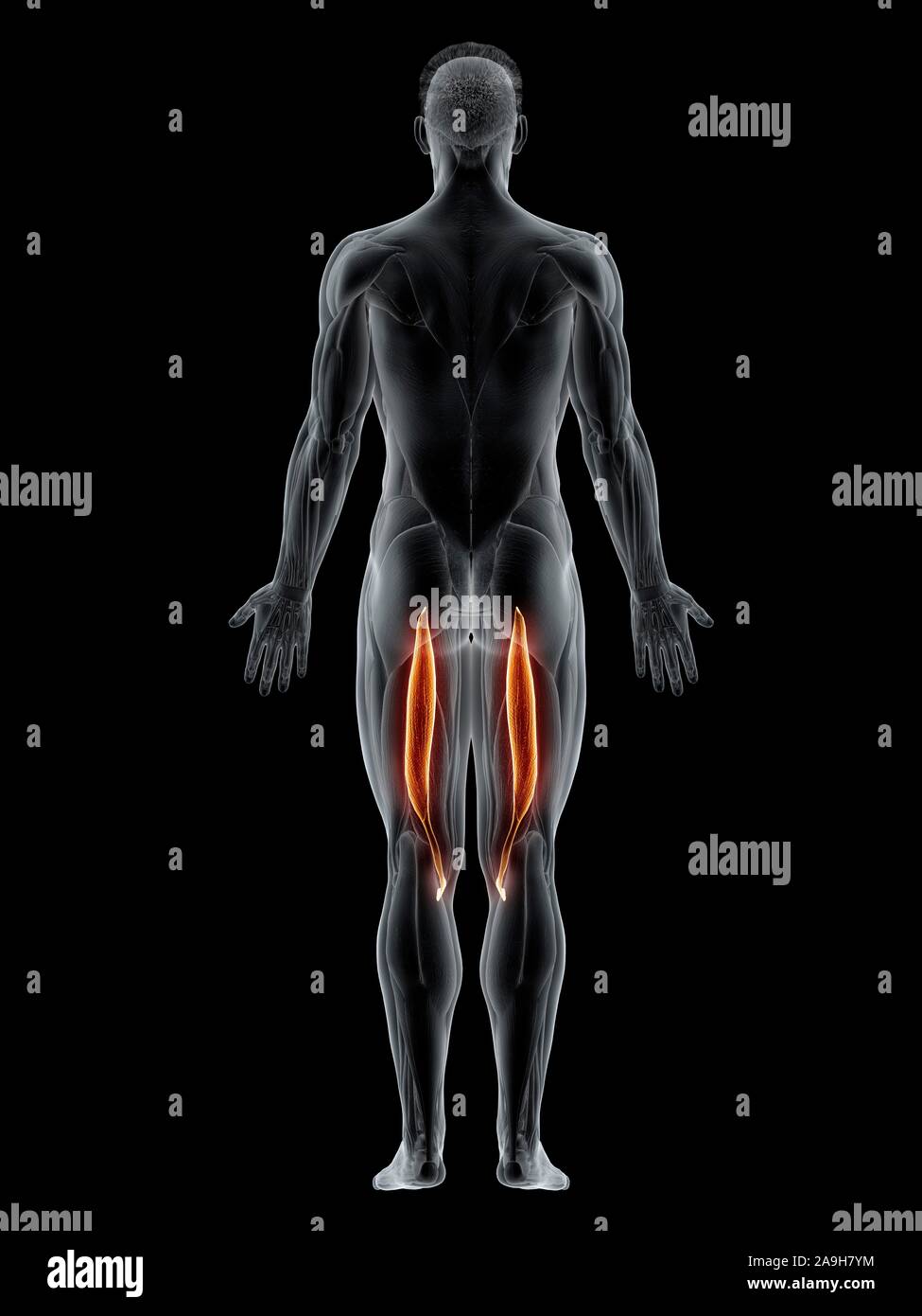 Semitendinosus muscle, illustration Stock Photo - Alamy