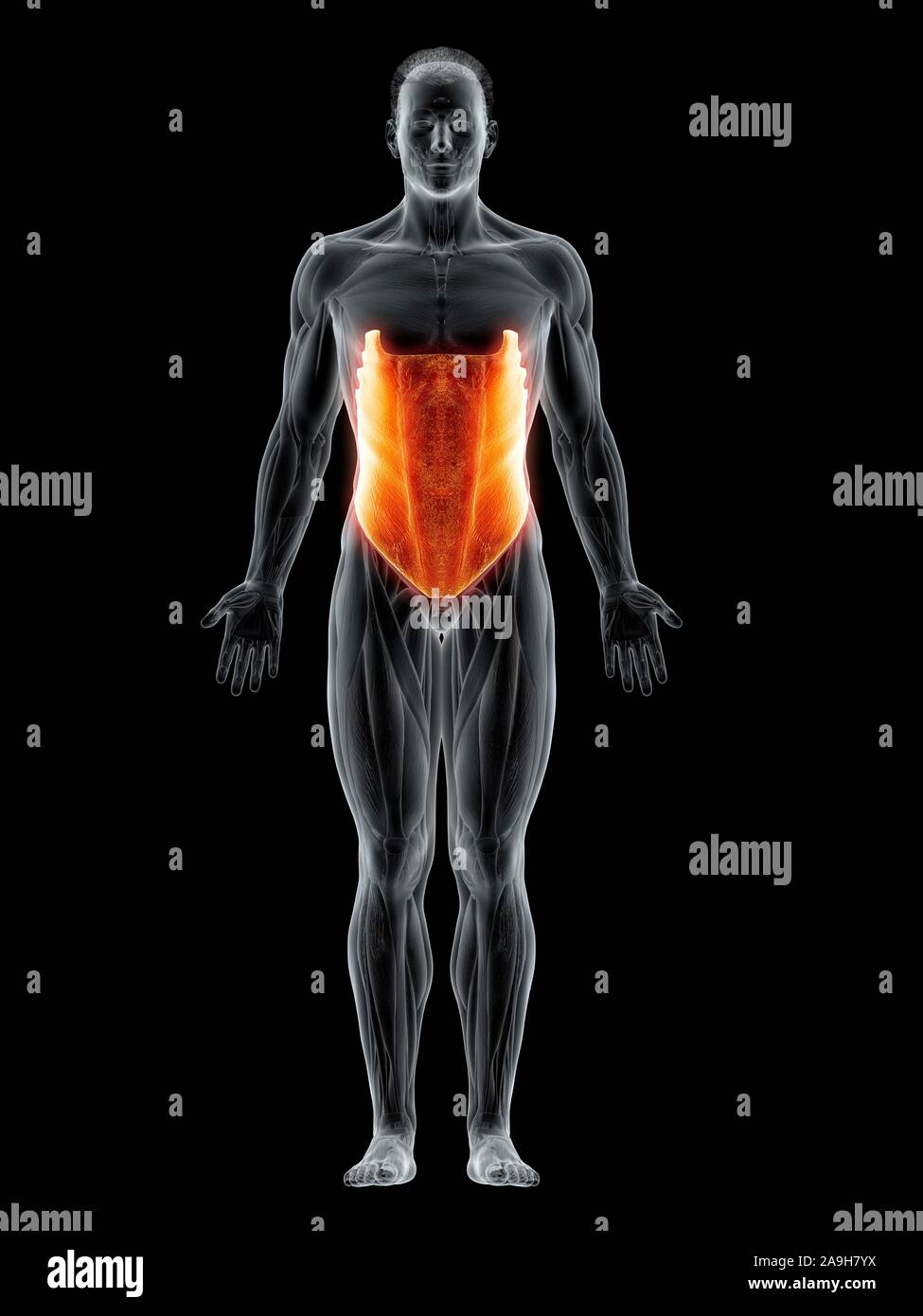 External oblique muscle, illustration Stock Photo - Alamy