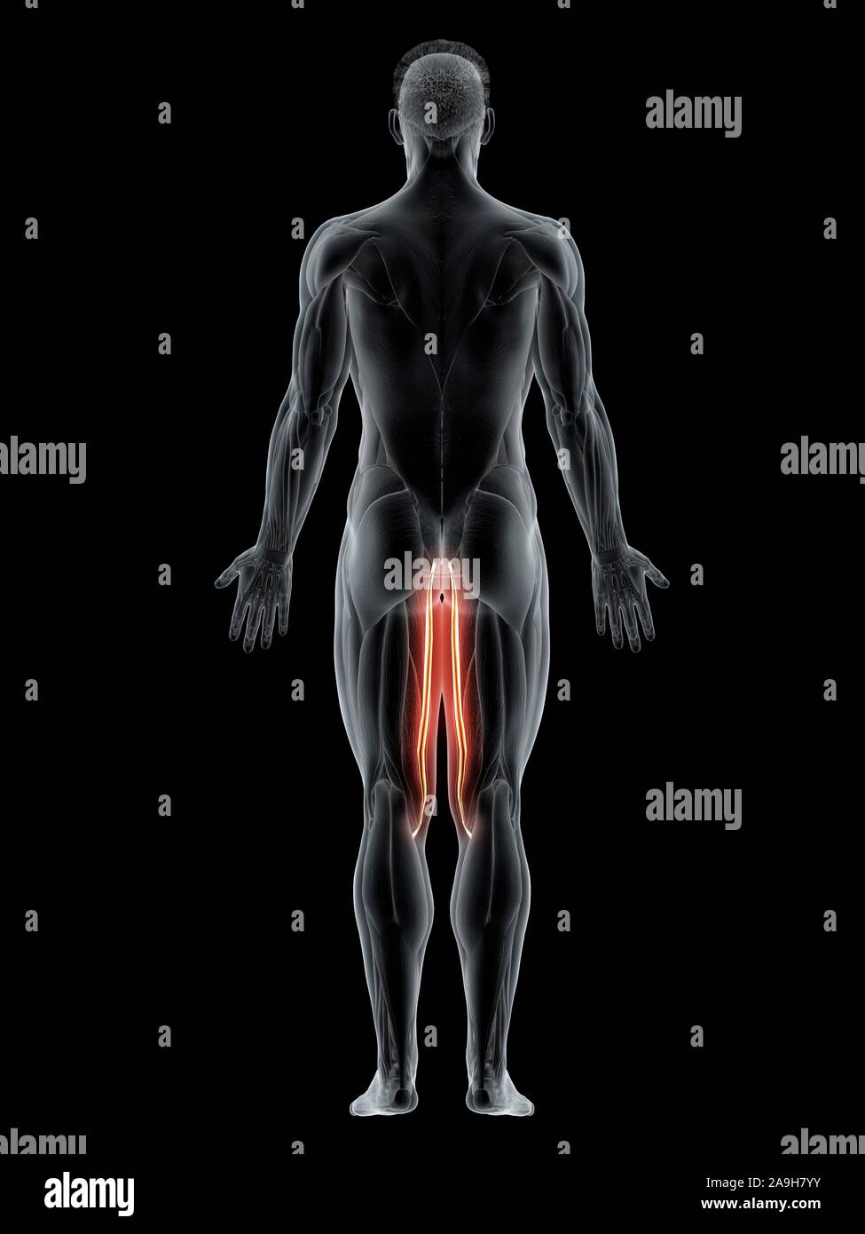 Gracilis muscle, illustration Stock Photo - Alamy