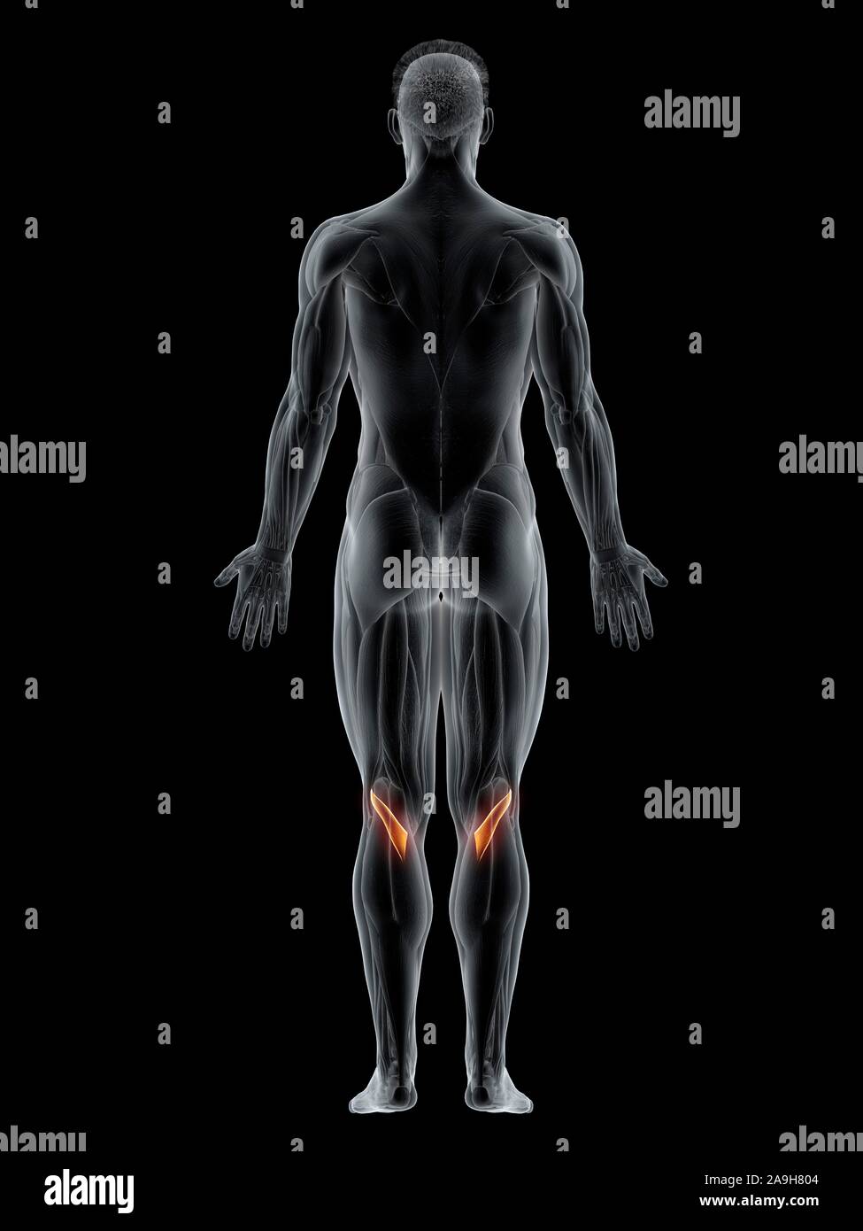Popliteus muscle, illustration Stock Photo - Alamy