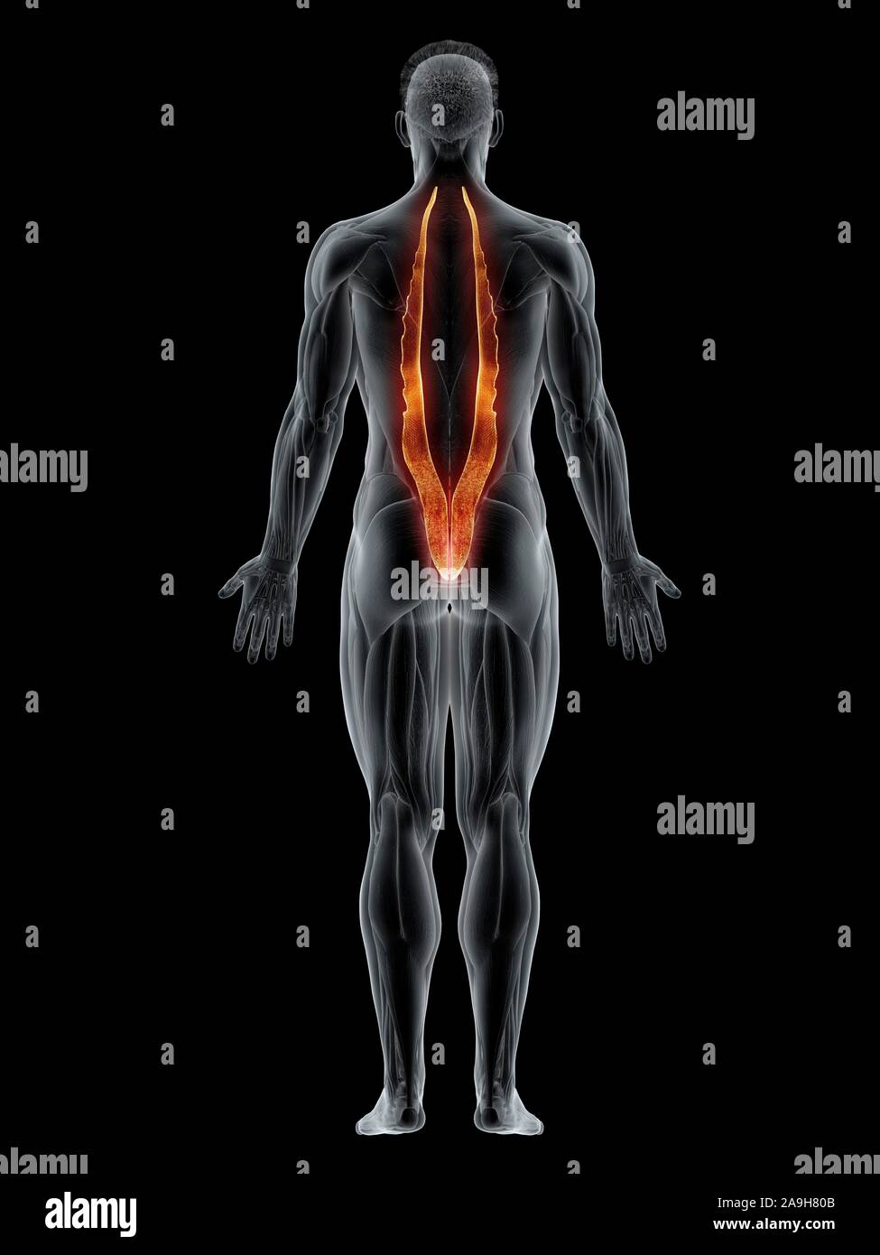 Iliocostalis hi-res stock photography and images - Alamy