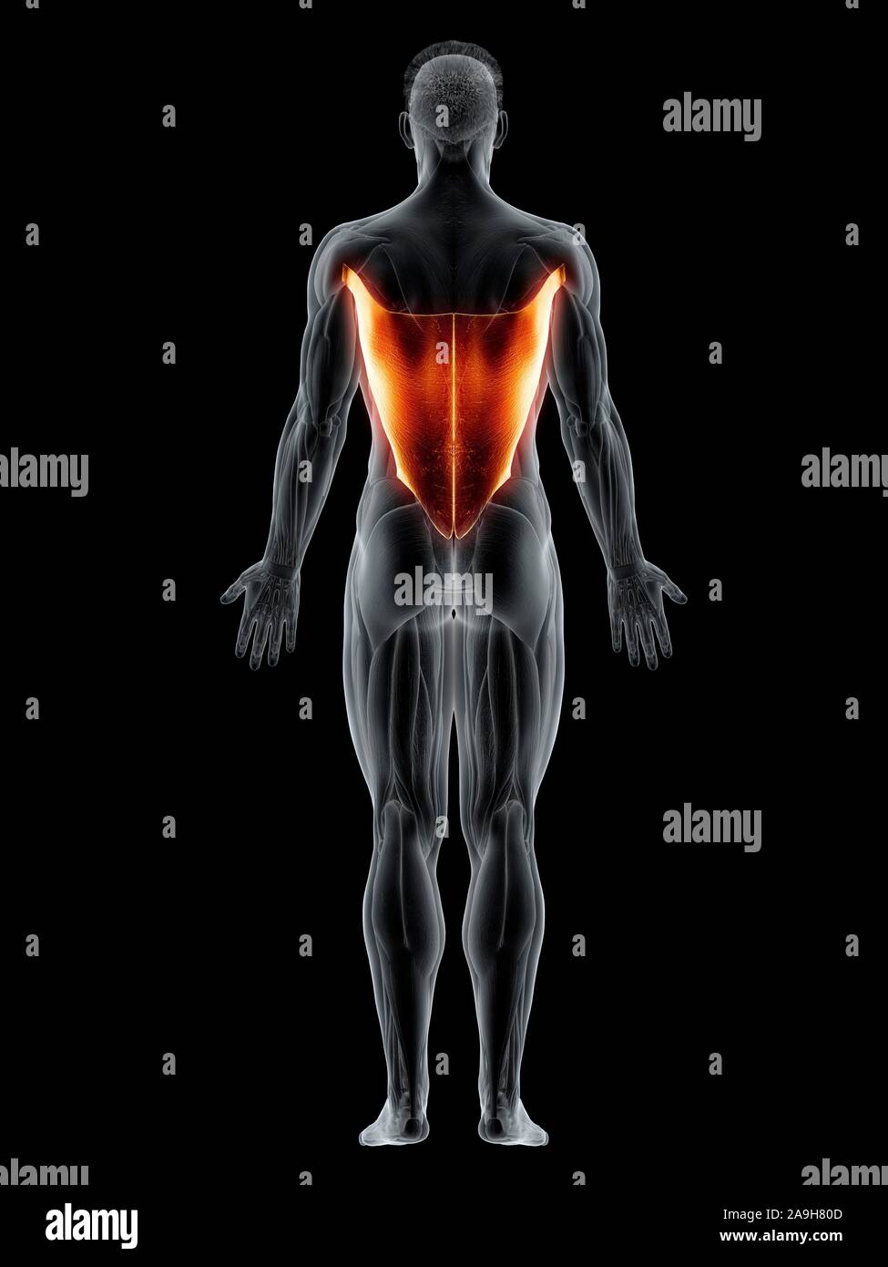 Latissimus dorsi muscle, illustration Stock Photo - Alamy