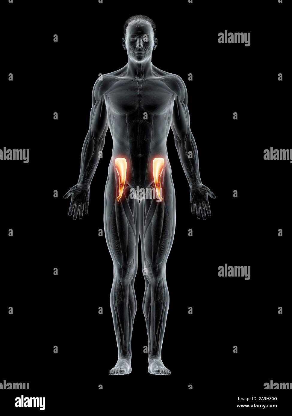 Iliacus muscle hi-res stock photography and images - Alamy