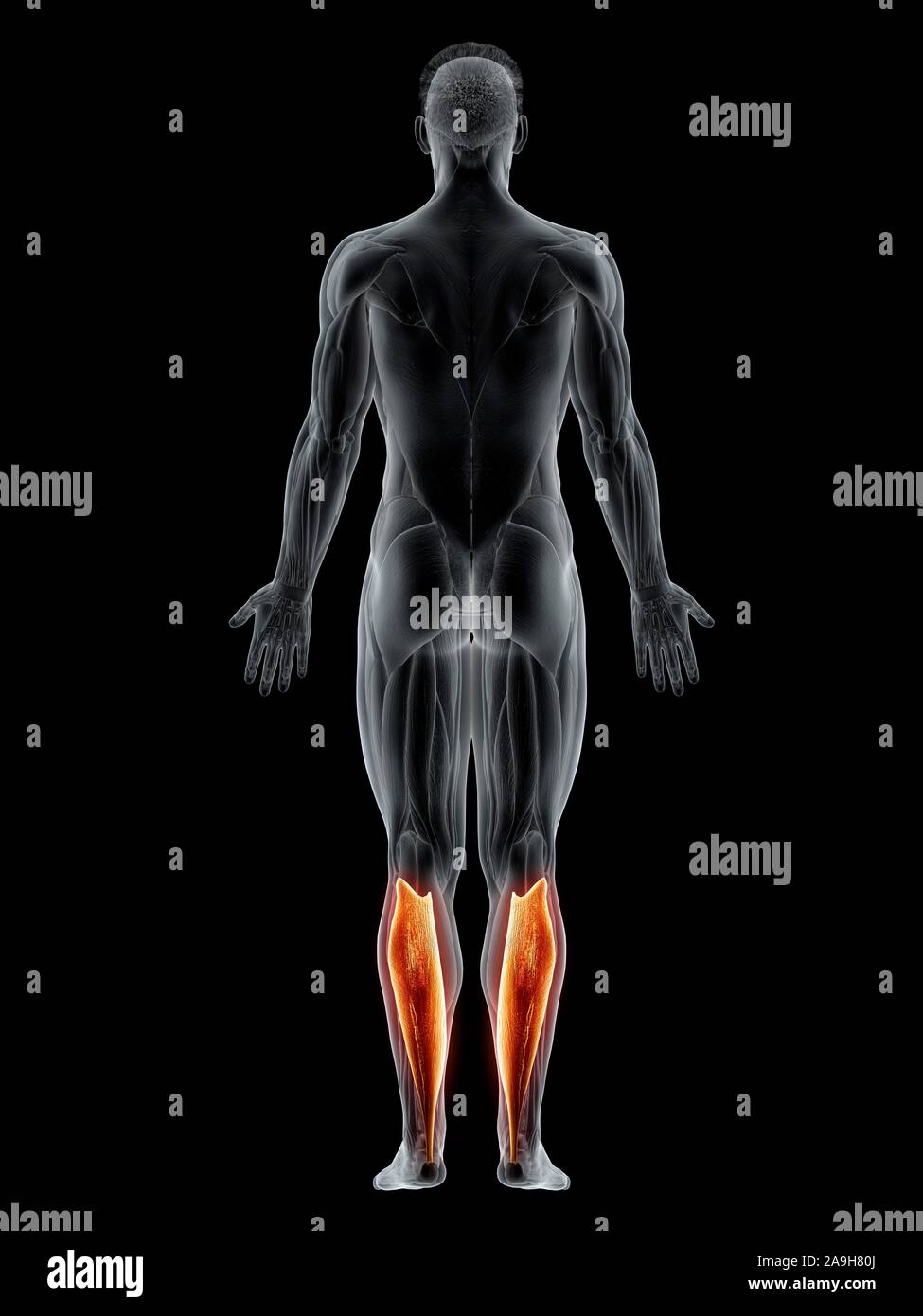 Soleus muscle, illustration Stock Photo - Alamy