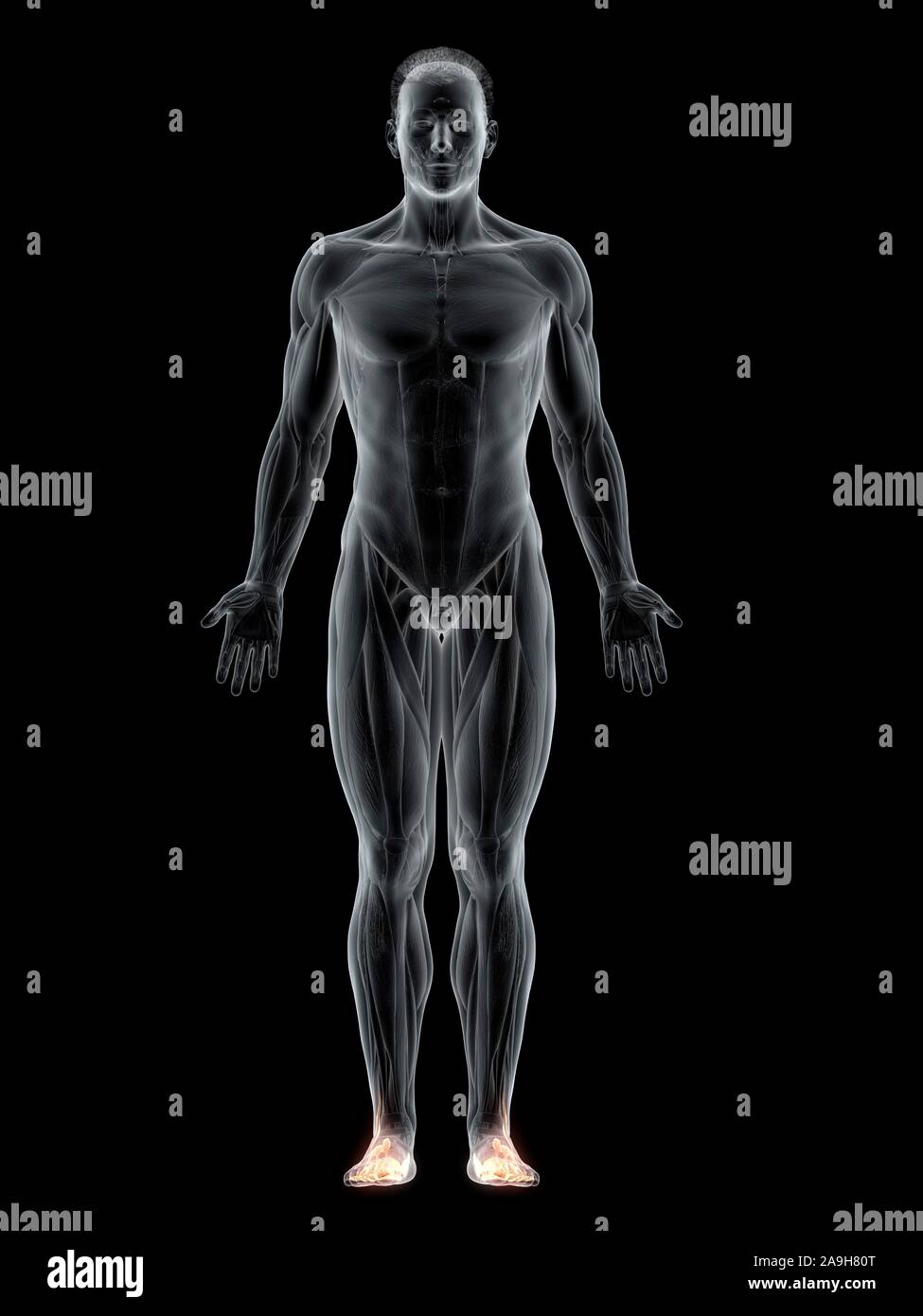 Feet muscles, illustration Stock Photo - Alamy