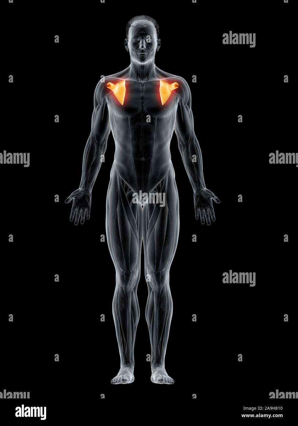Subscapularis muscle, illustration Stock Photo - Alamy