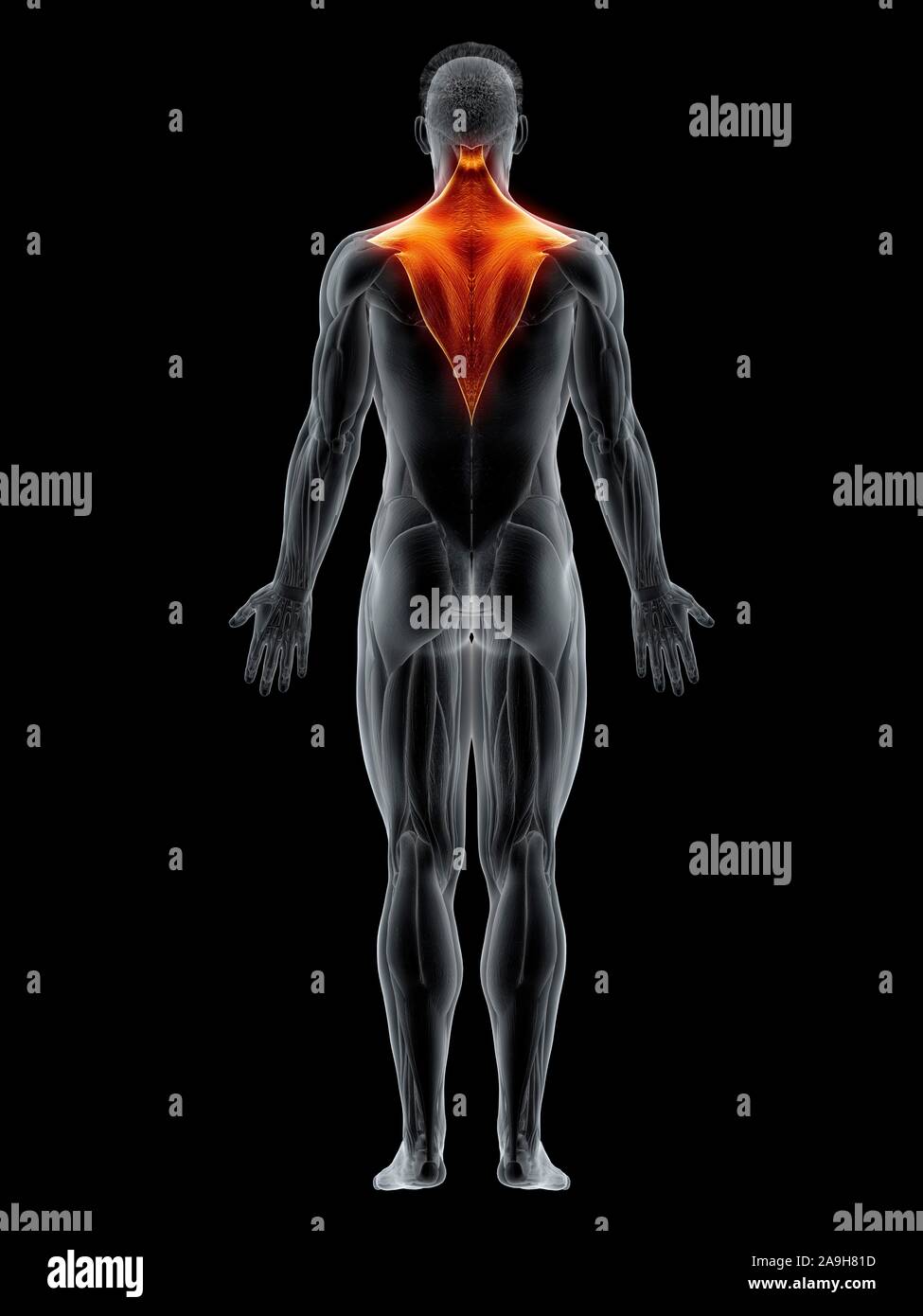 Trapezius muscle, illustration Stock Photo - Alamy