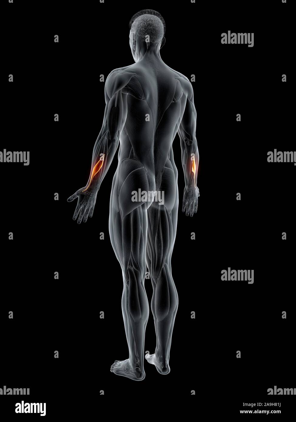 Abductor pollicis longus muscle, illustration Stock Photo - Alamy