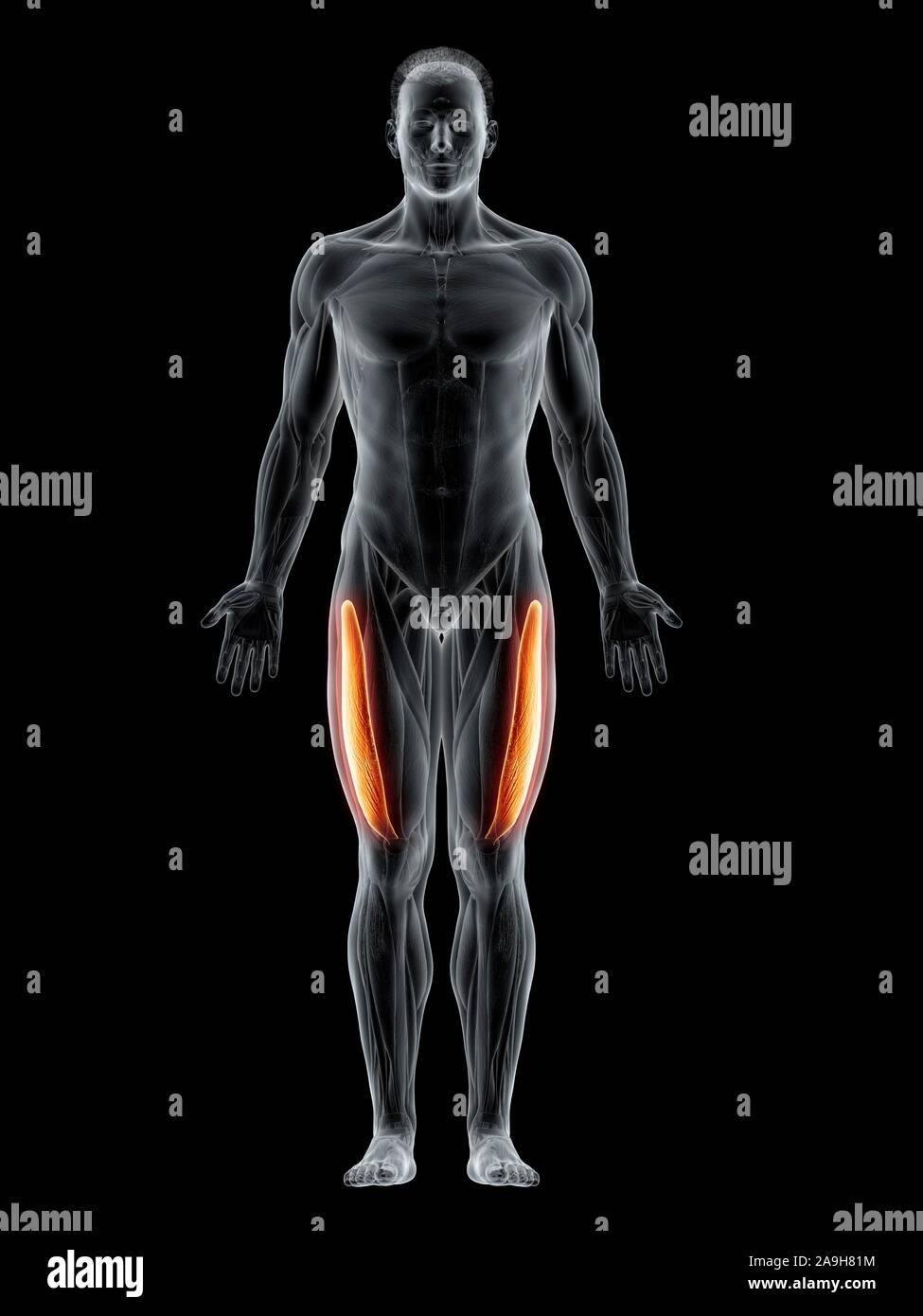 Vastus lateralis muscle, illustration Stock Photo - Alamy