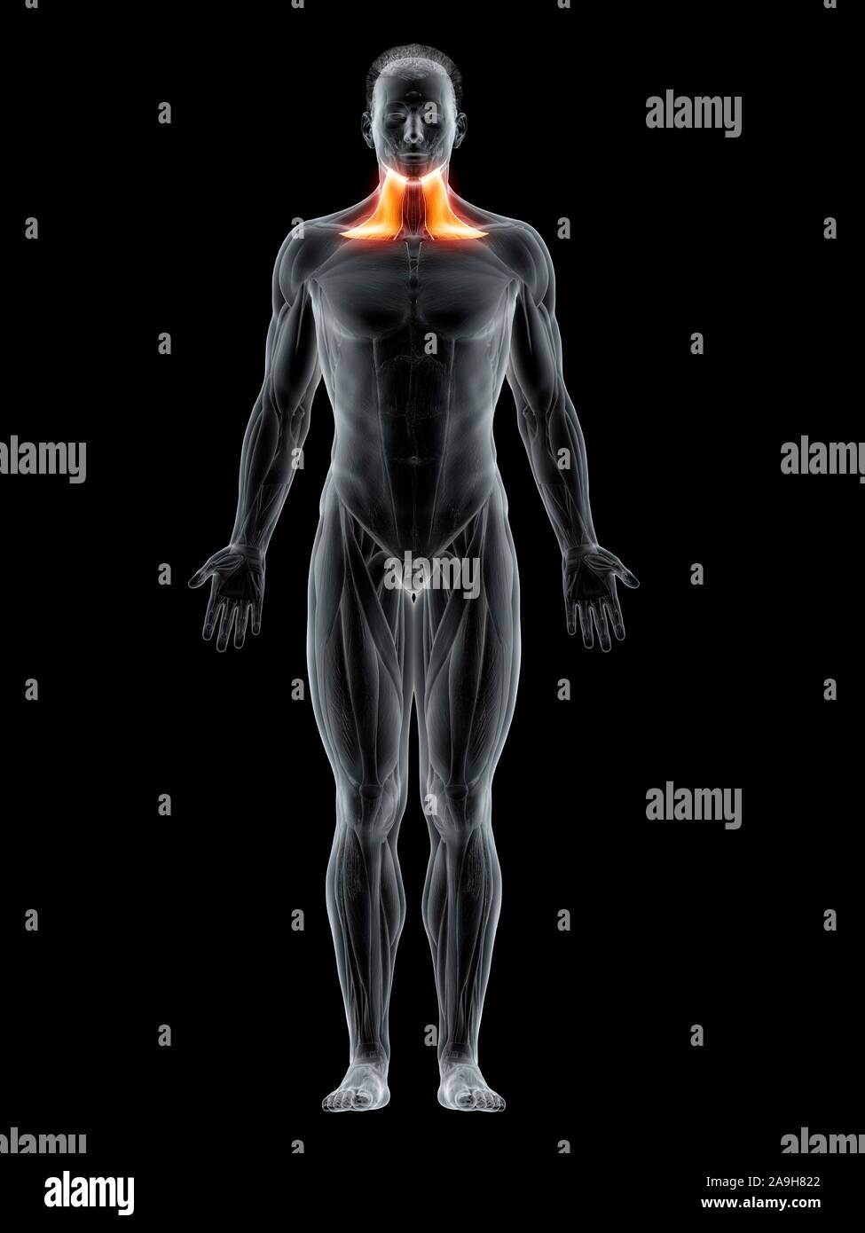 Platysma muscle, illustration Stock Photo - Alamy