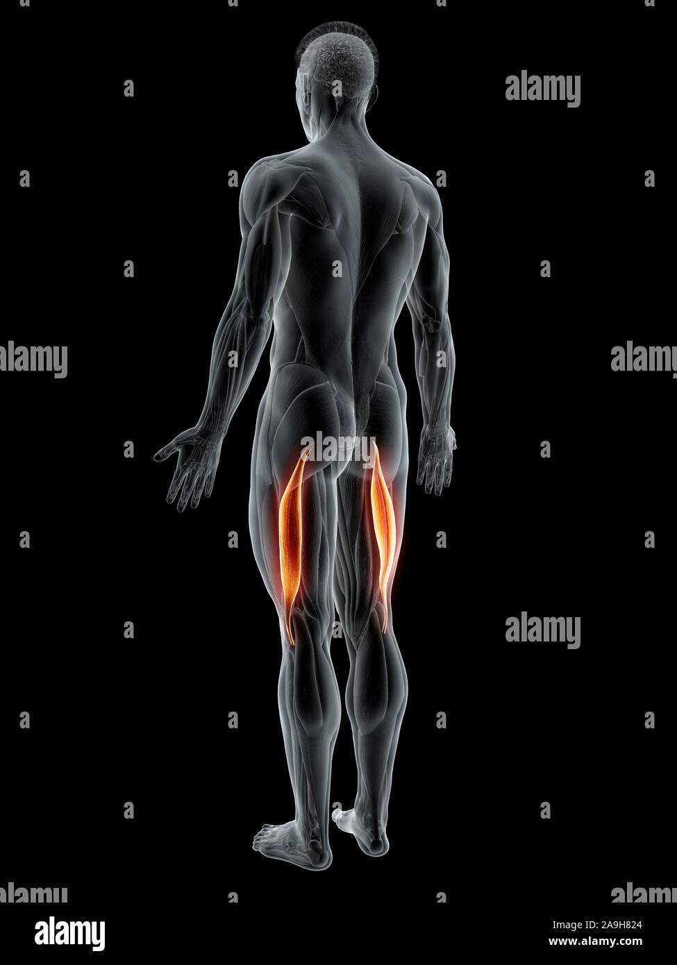Biceps femoris longus muscle, illustration Stock Photo - Alamy
