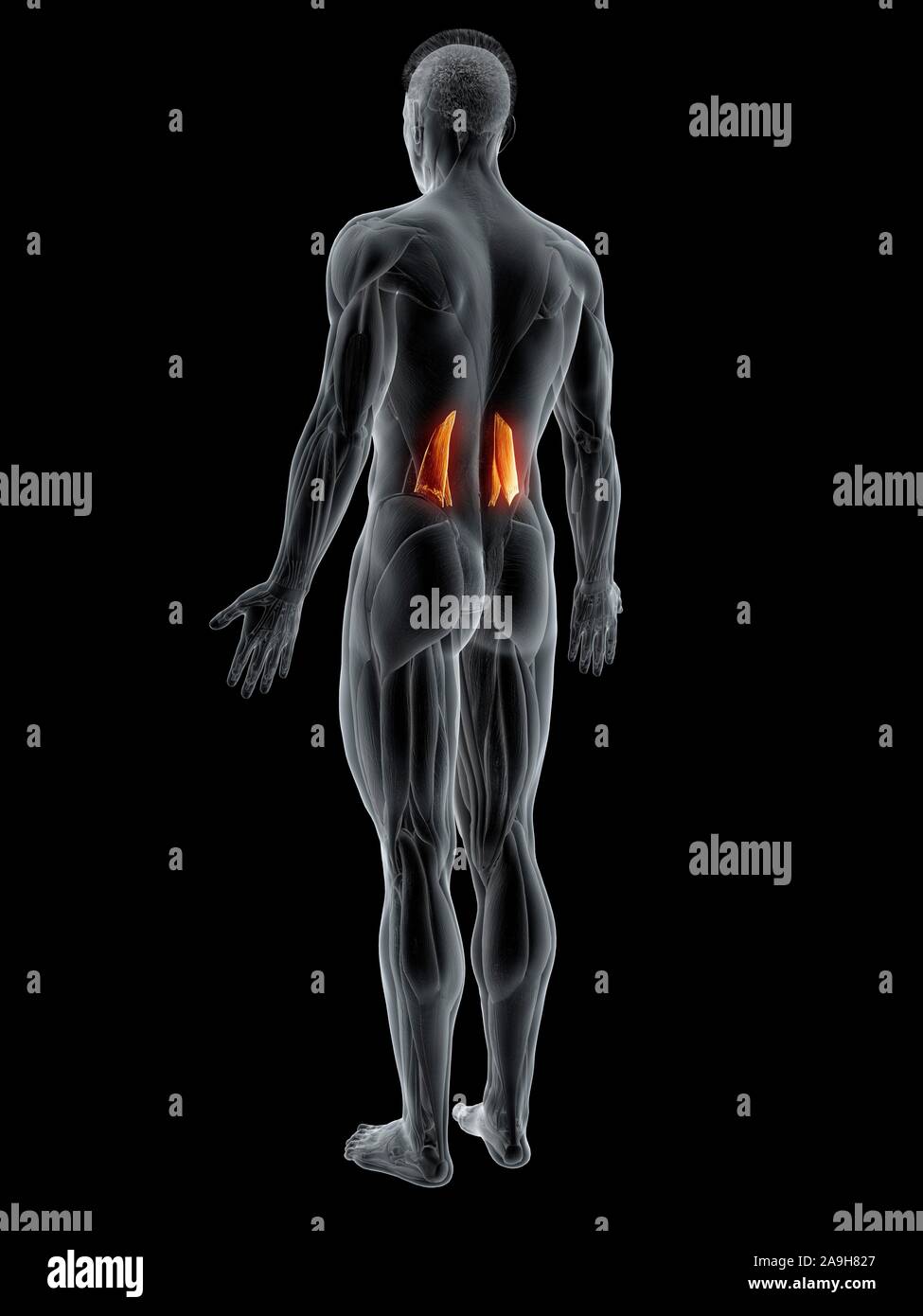 Quadratus lumborum muscle, illustration Stock Photo - Alamy