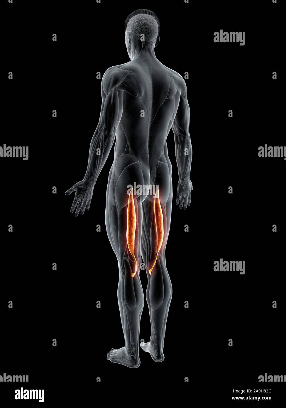 Semitendinosus muscle, illustration Stock Photo - Alamy