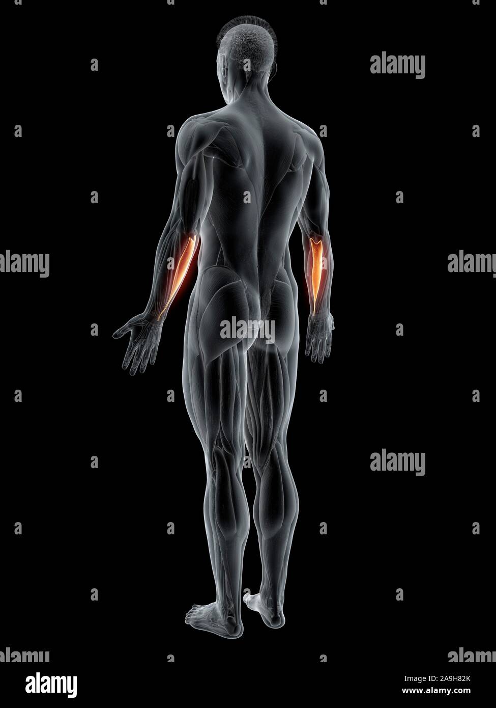 Flexor carpi ulnaris muscle, illustration Stock Photo - Alamy