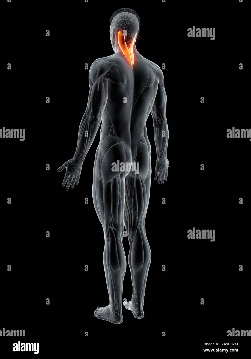 Splenius capitis muscle, illustration Stock Photo - Alamy