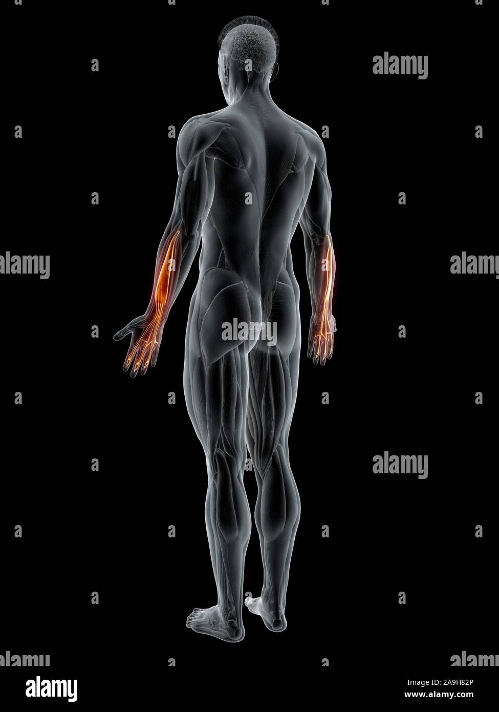 Extensor digitorum muscle, illustration Stock Photo - Alamy