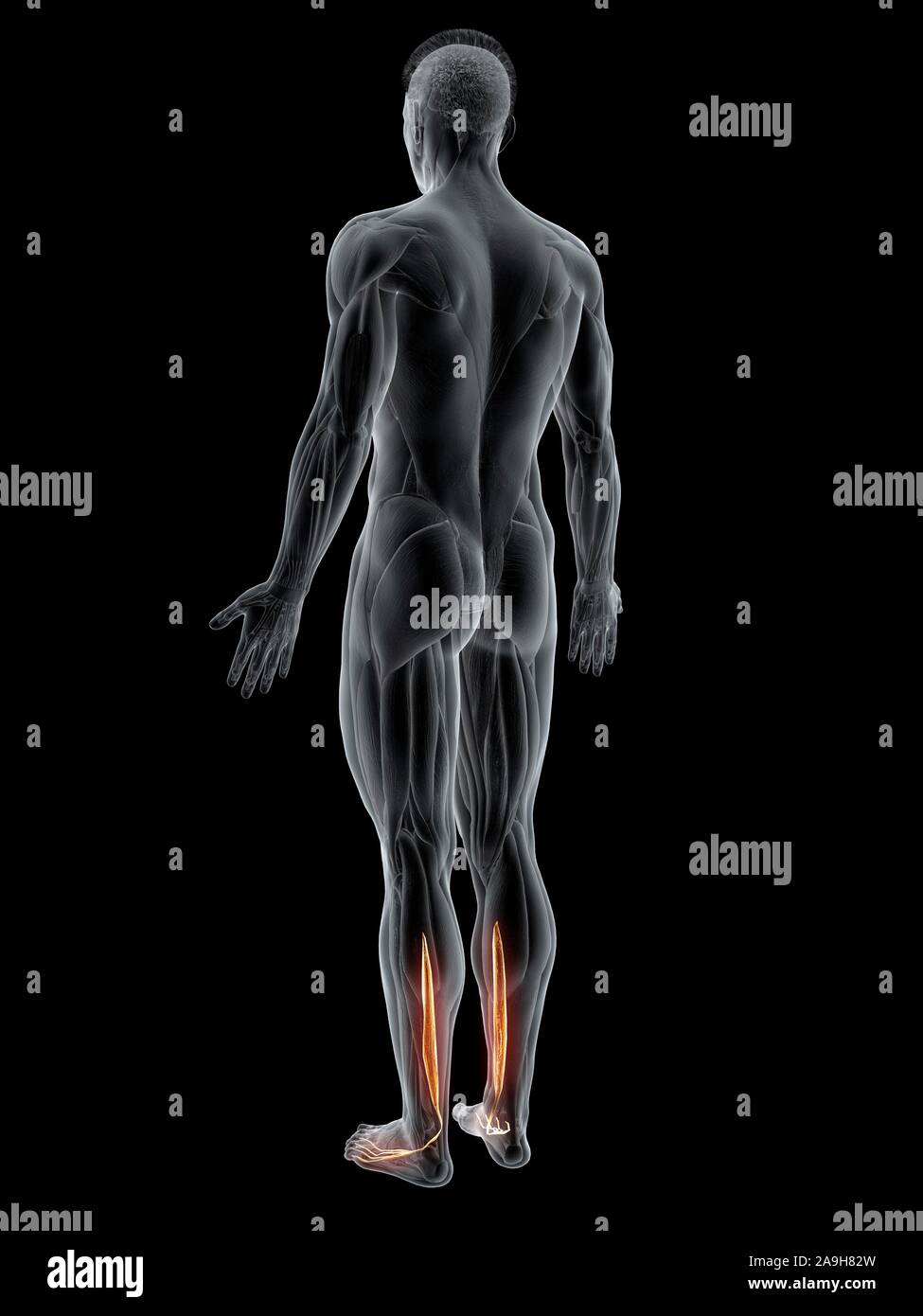 Flexor digitorum longus muscle, illustration Stock Photo - Alamy