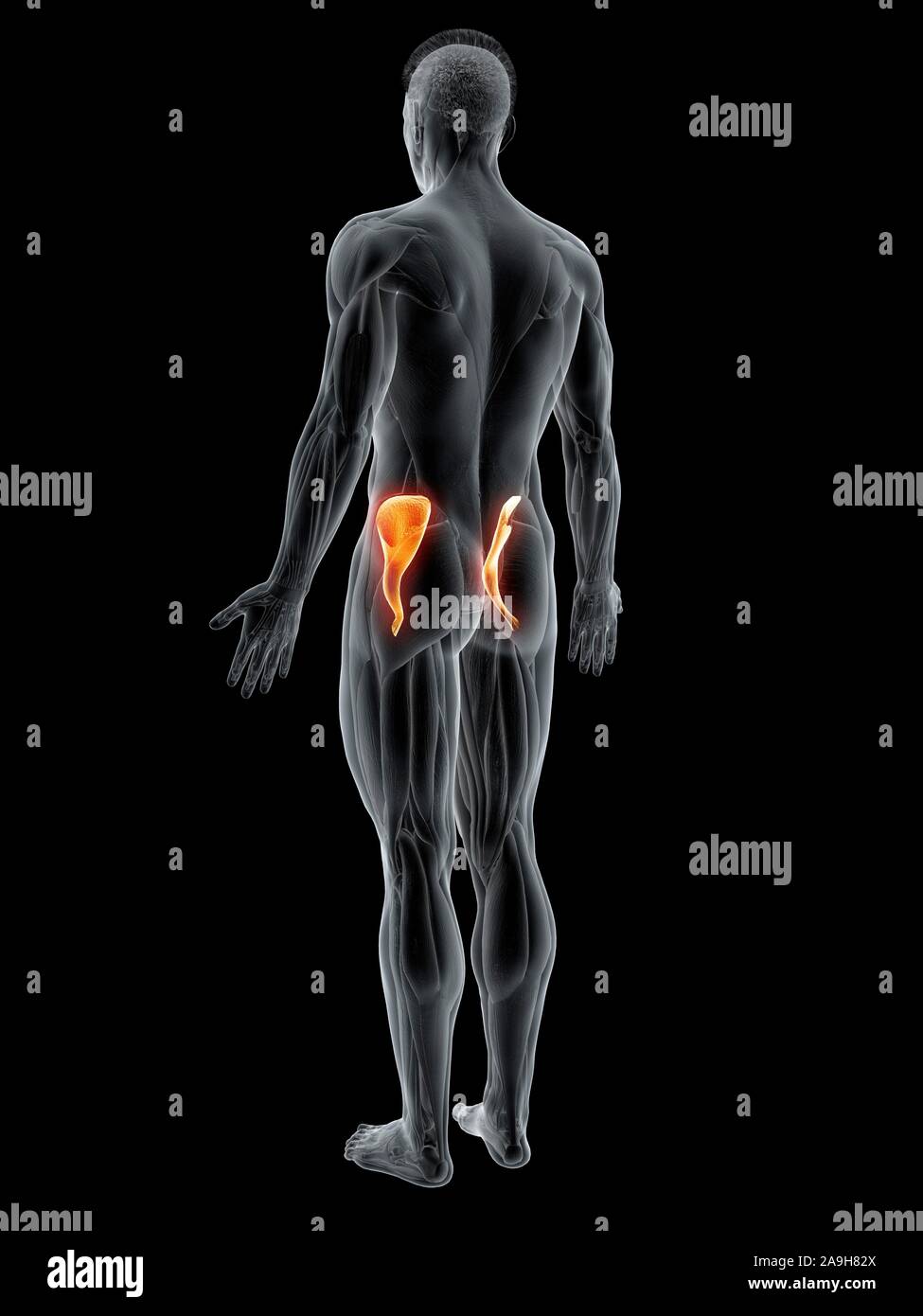 Iliacus muscle, illustration Stock Photo - Alamy