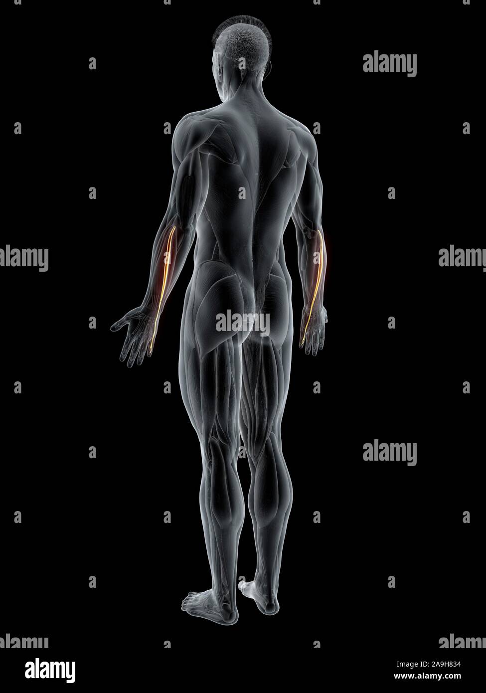 Extensor digiti minimi muscle, illustration Stock Photo - Alamy