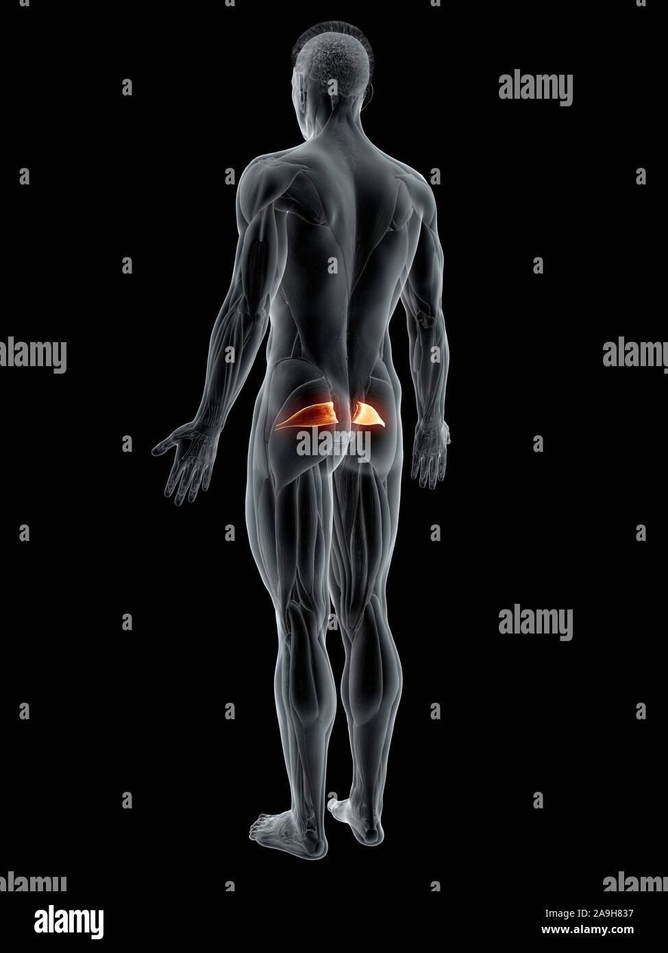 Piriformis muscle hi-res stock photography and images - Alamy
