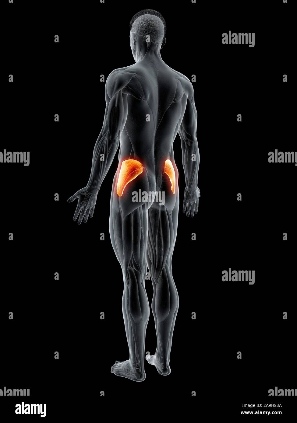 Gluteus medius muscle, illustration Stock Photo - Alamy