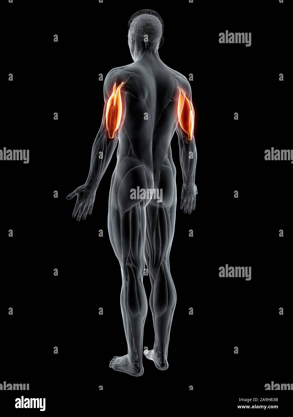 Triceps muscle, illustration Stock Photo - Alamy