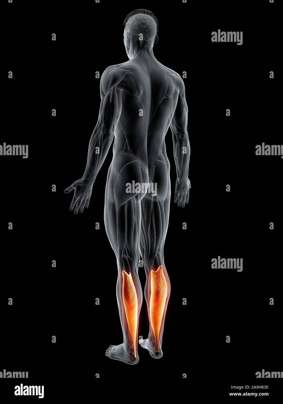 Soleus muscle, illustration Stock Photo - Alamy