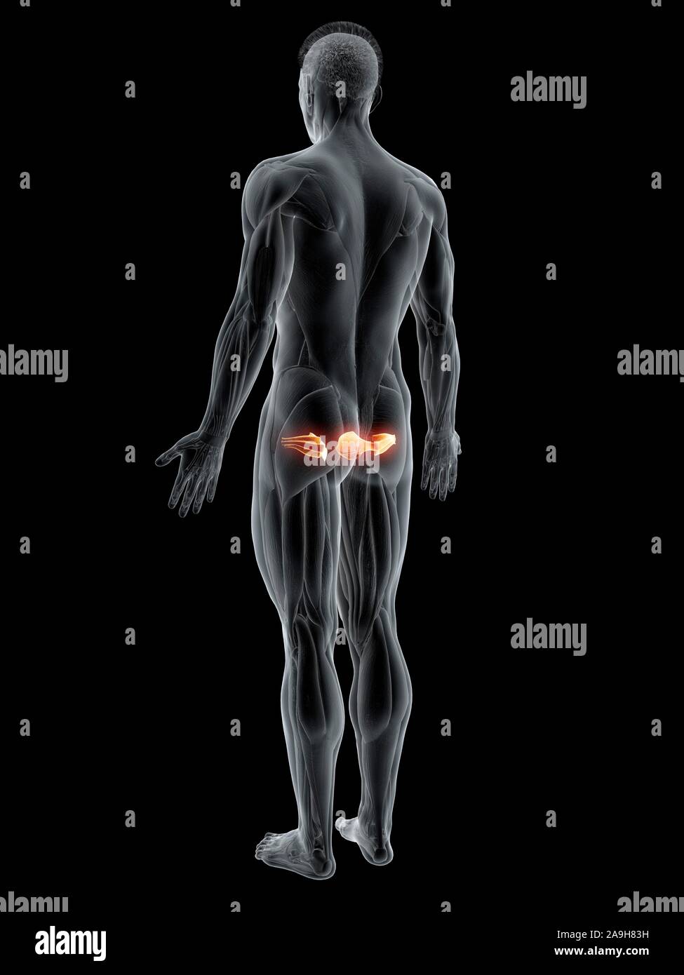 Gemellus muscle, illustration Stock Photo - Alamy