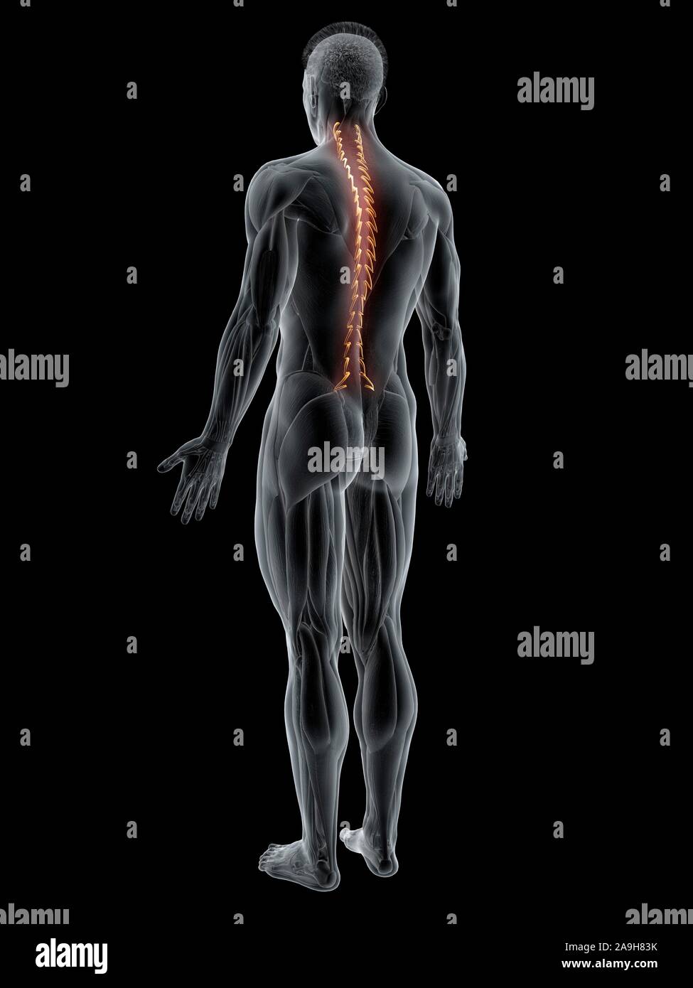 Rotatores muscle, illustration Stock Photo - Alamy