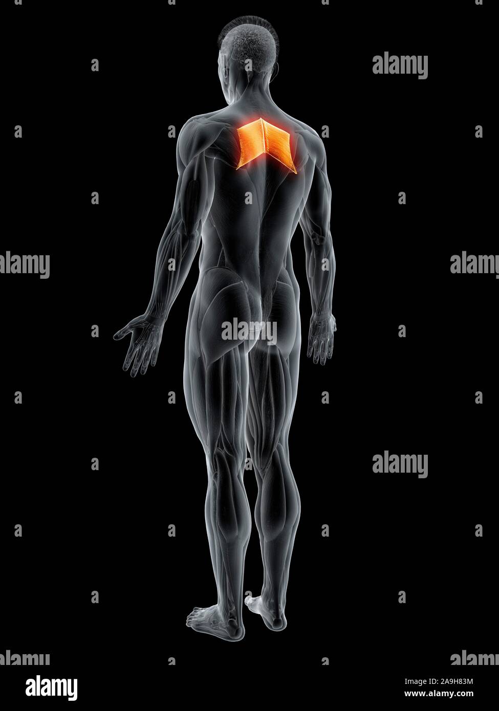Rhomboid major muscle, illustration Stock Photo - Alamy